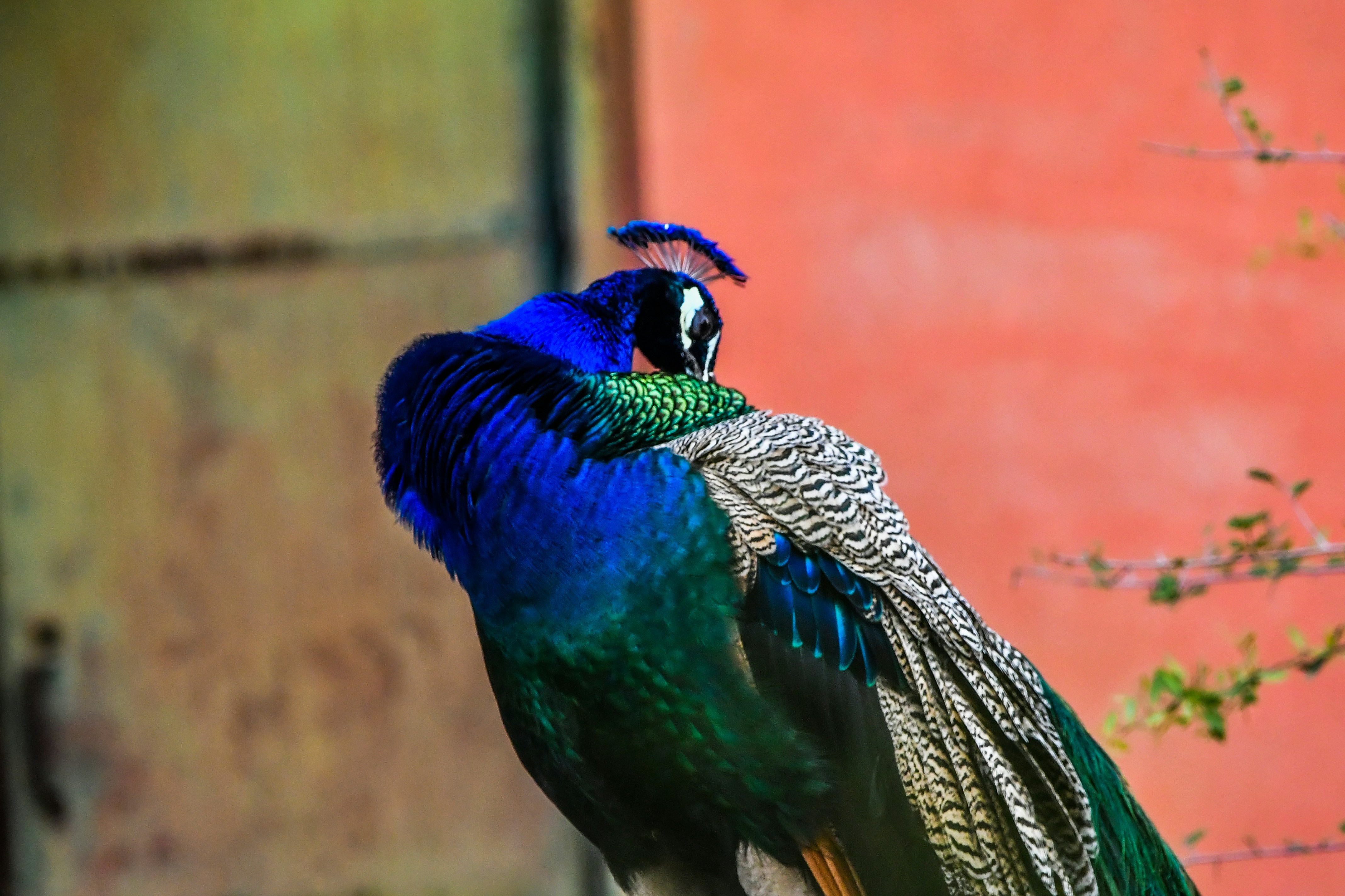 Royal Peacock in Profile Against a Warm Backdrop