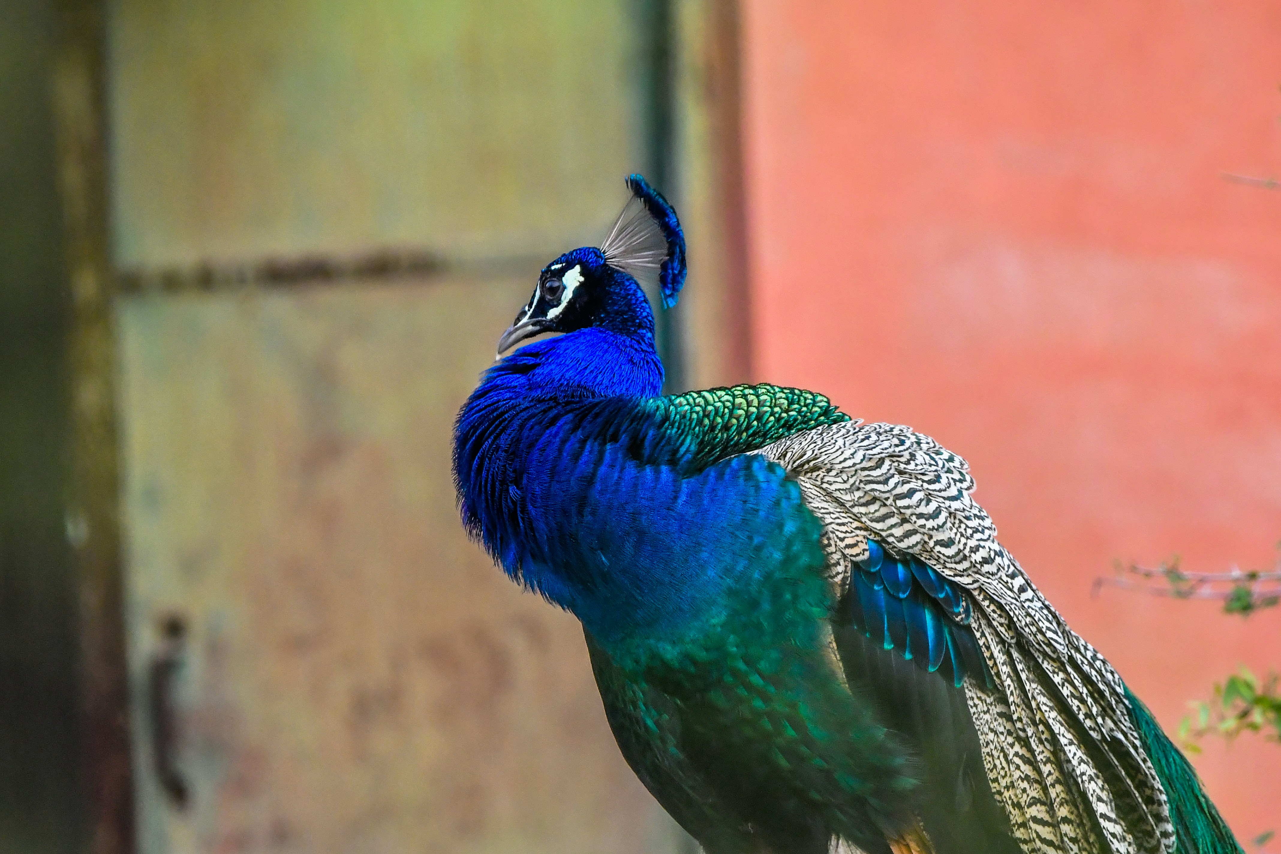 Emerald Crest: A Peacock Posture in Warm Studio Walls