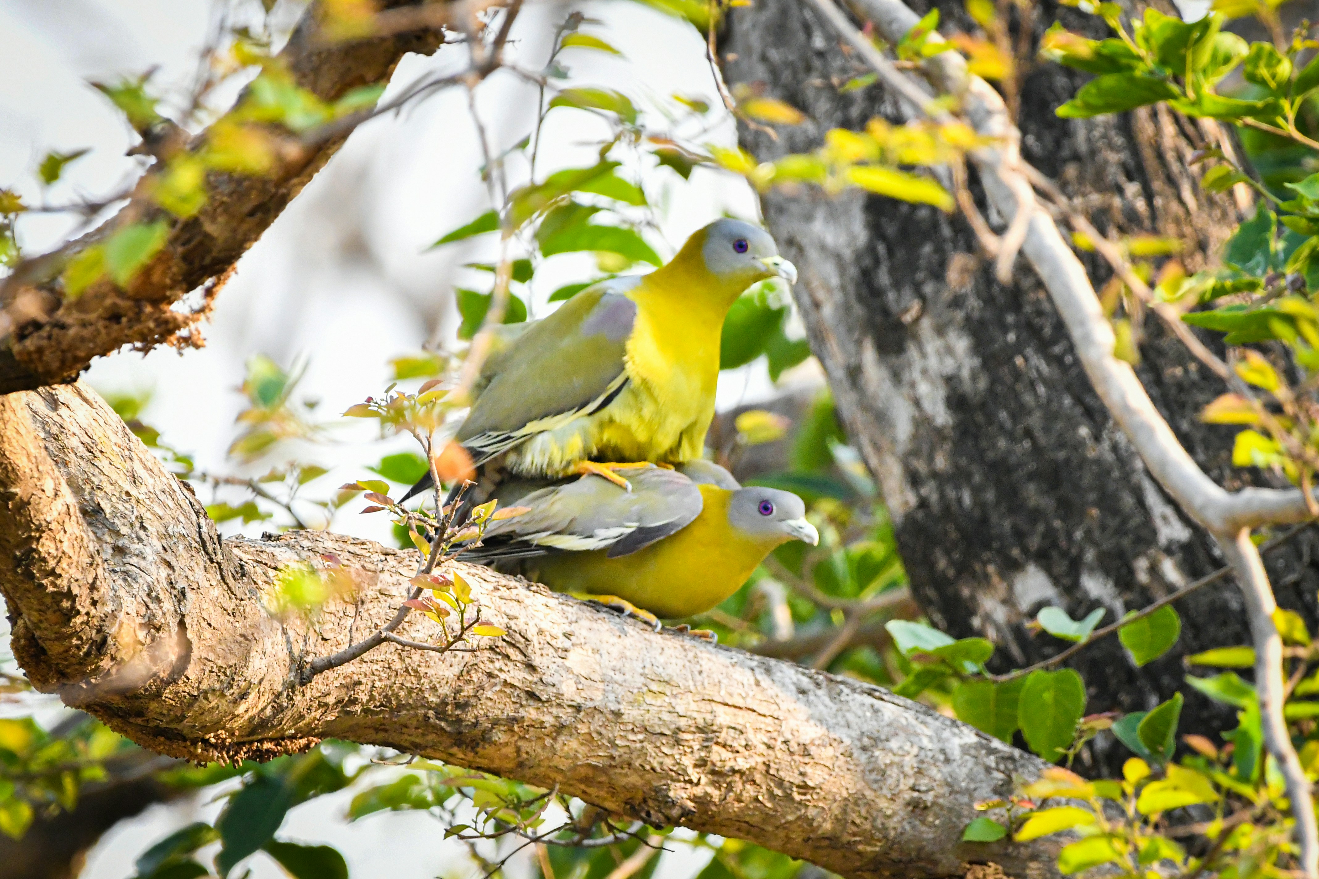Two Yellow-vented Parakeets Perched in Sunlit Branches