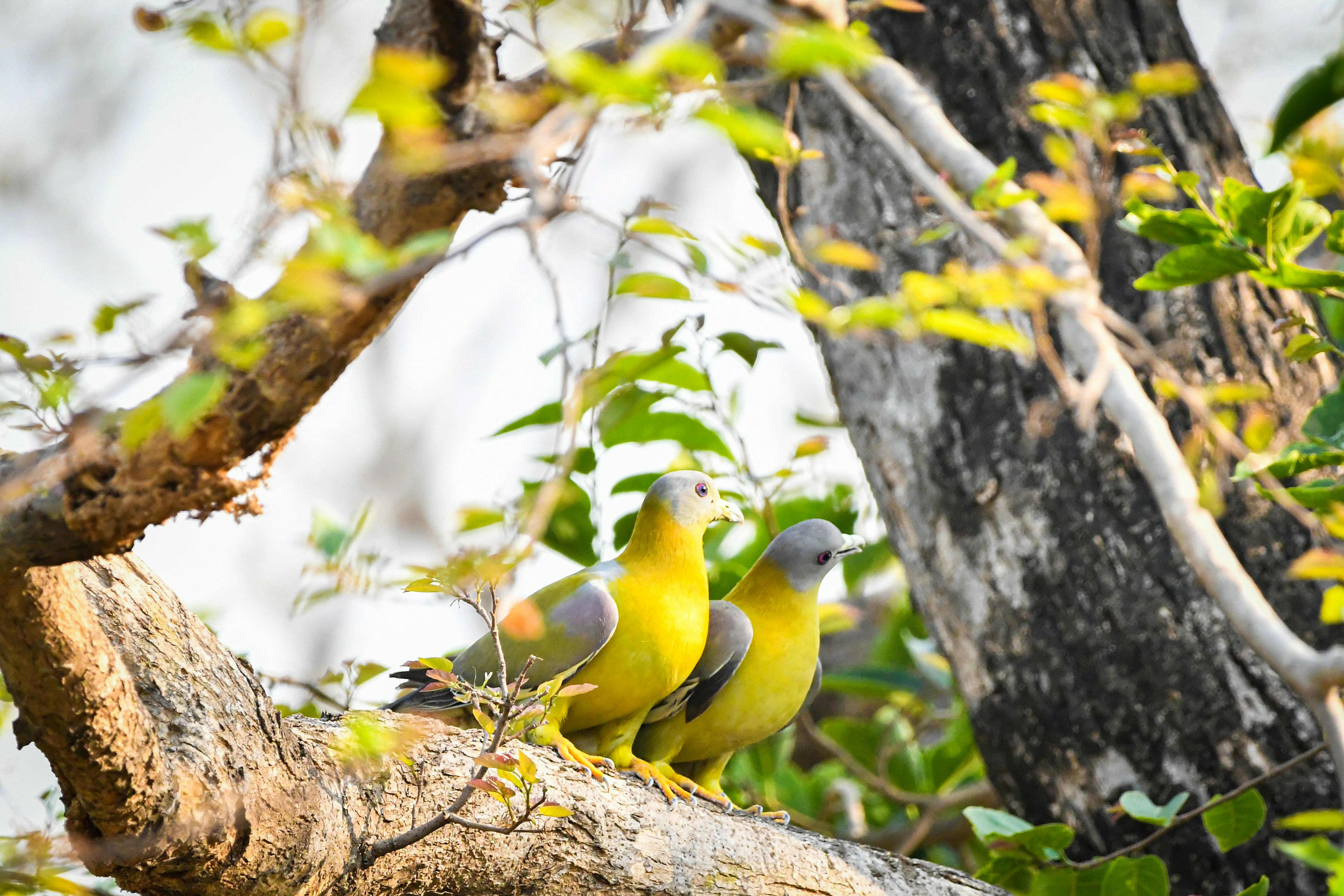 Two vibrant yellow-headed Tanagers perching amid sunlit branches