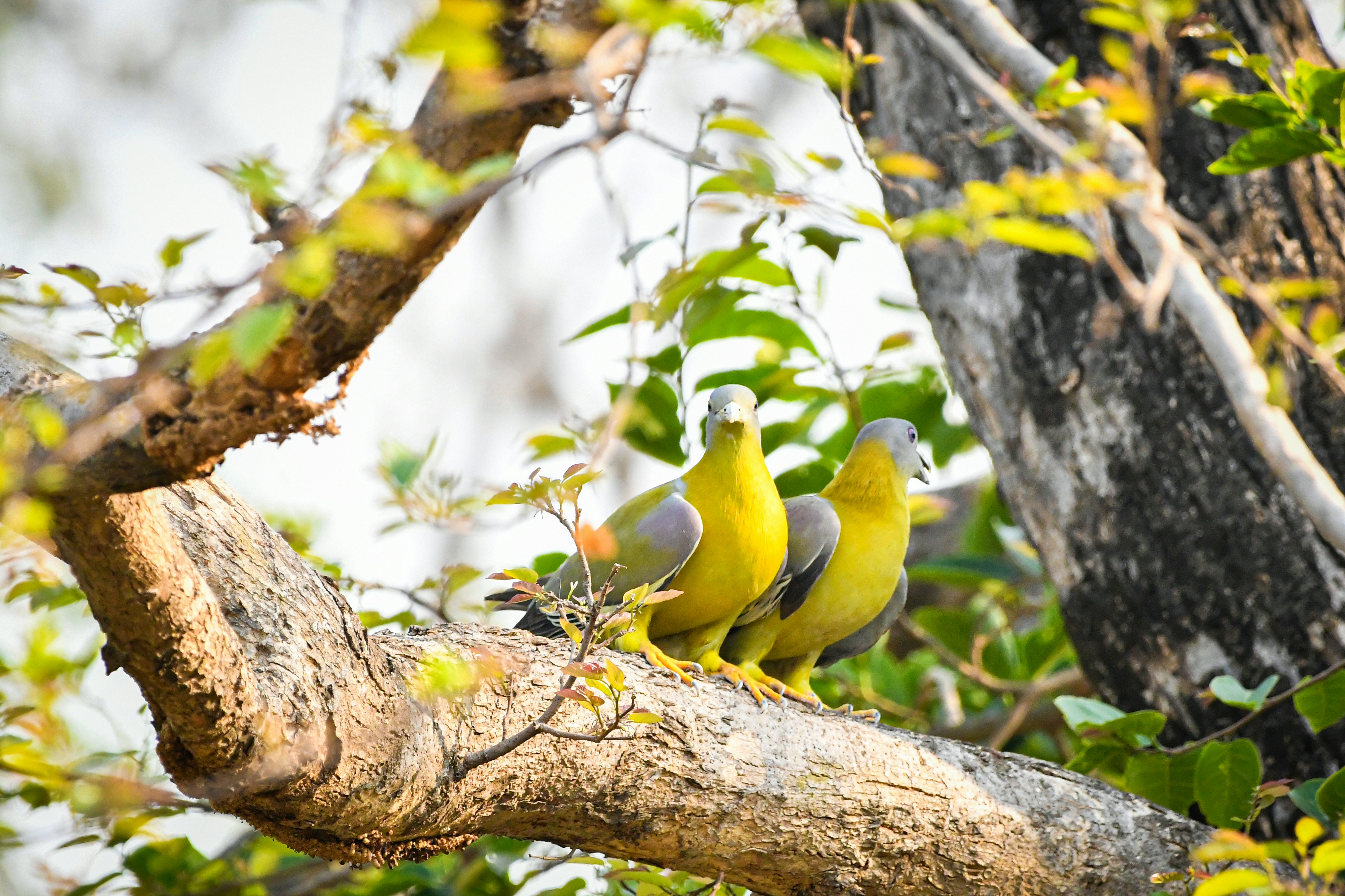 Two Yellow-Maced Pigeons on a Sunlit Branch