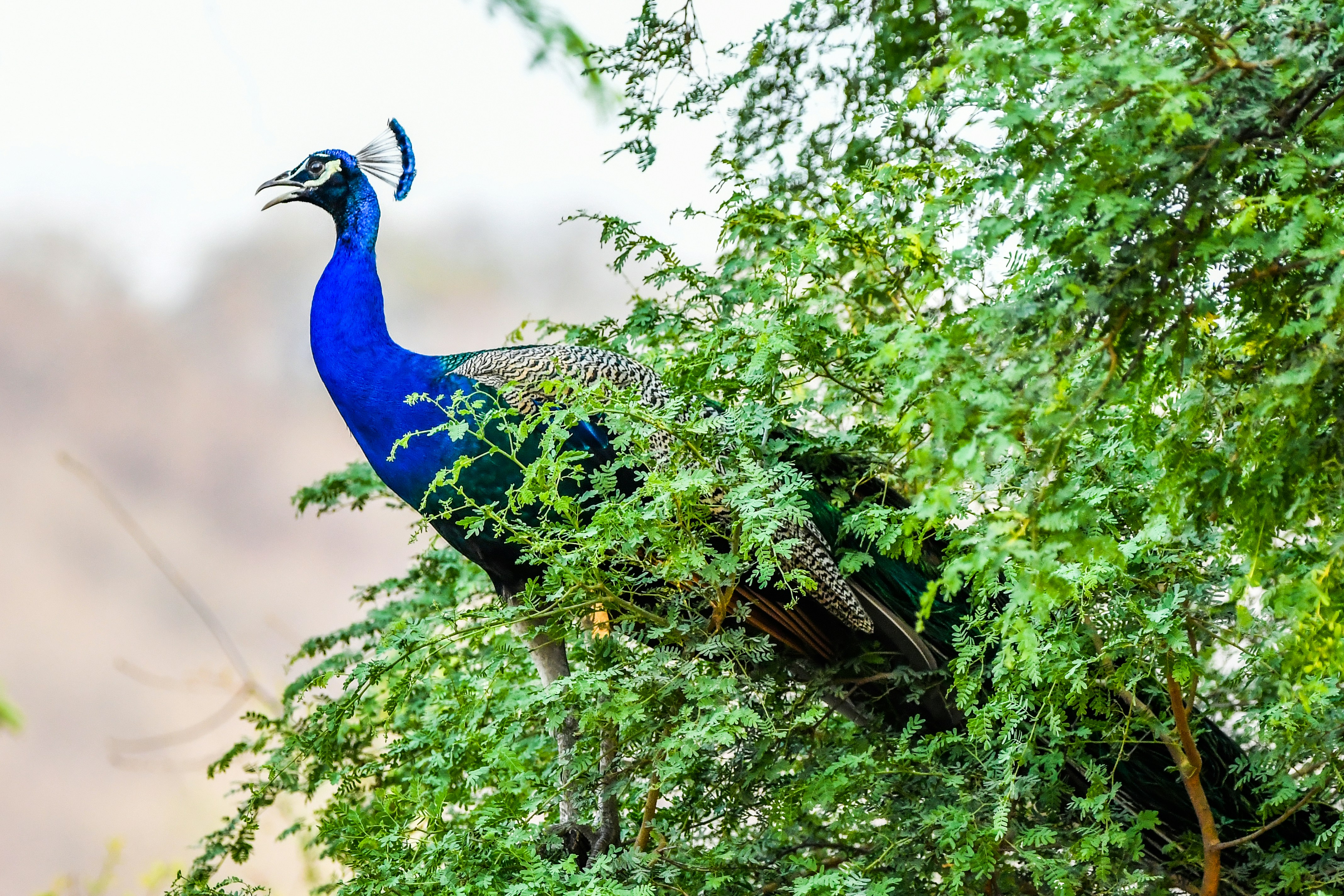 Emerald Crest: A Peafowl Perched Amid Verdant Ingress