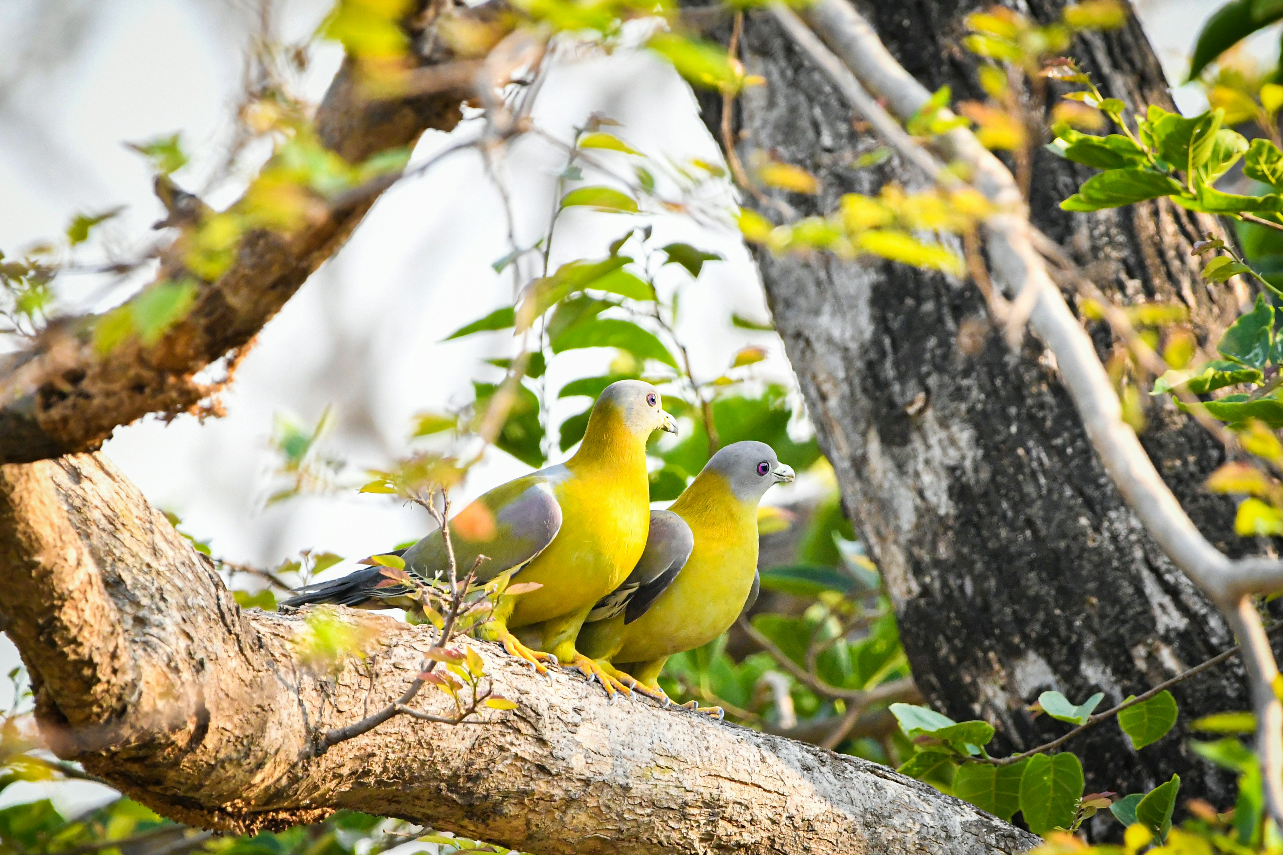 Two Yellow Birds on a Sunlit Branch