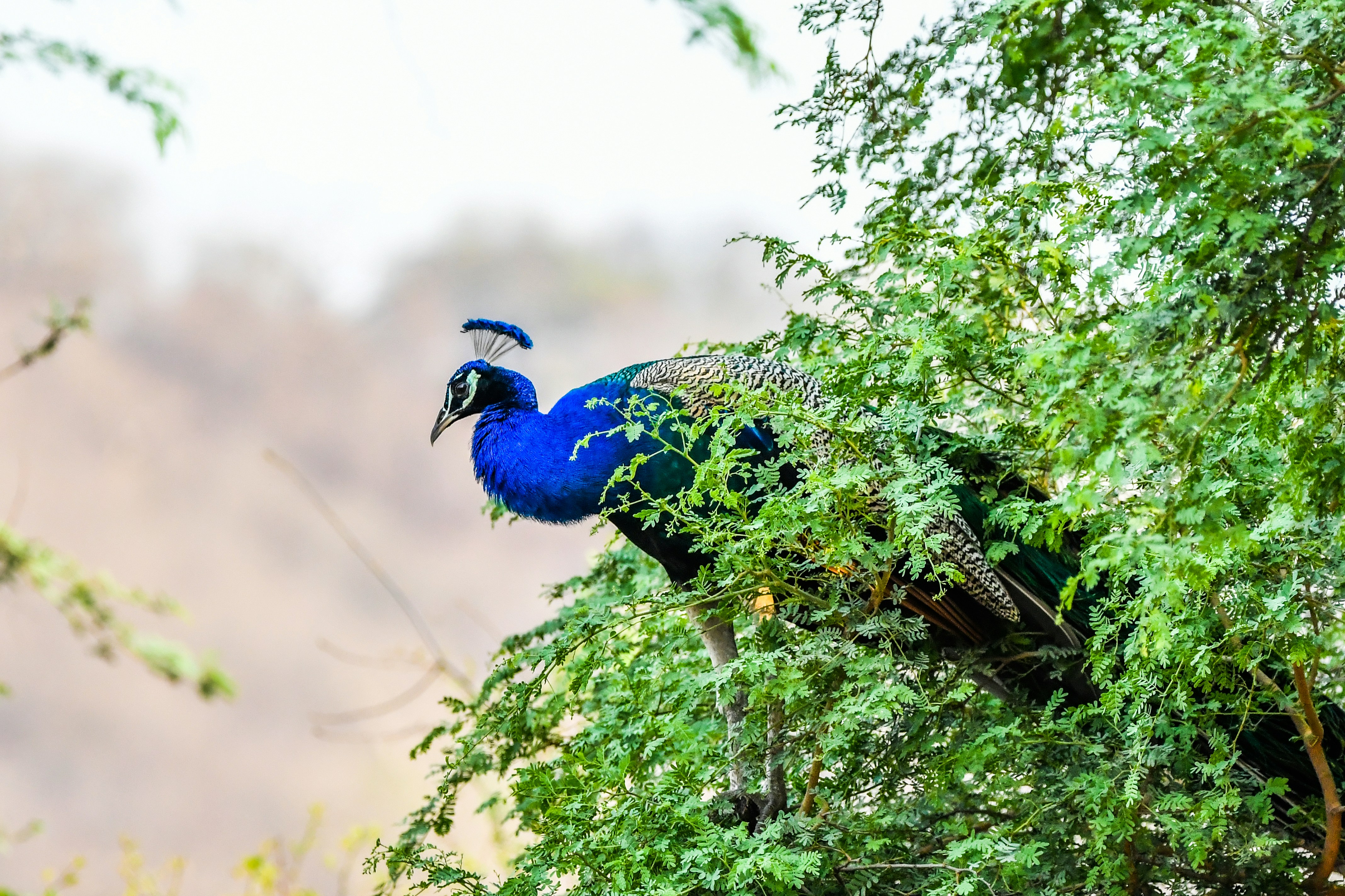 Emerald Crest: A Regal Peacock Perches Amid Verdant Foliage