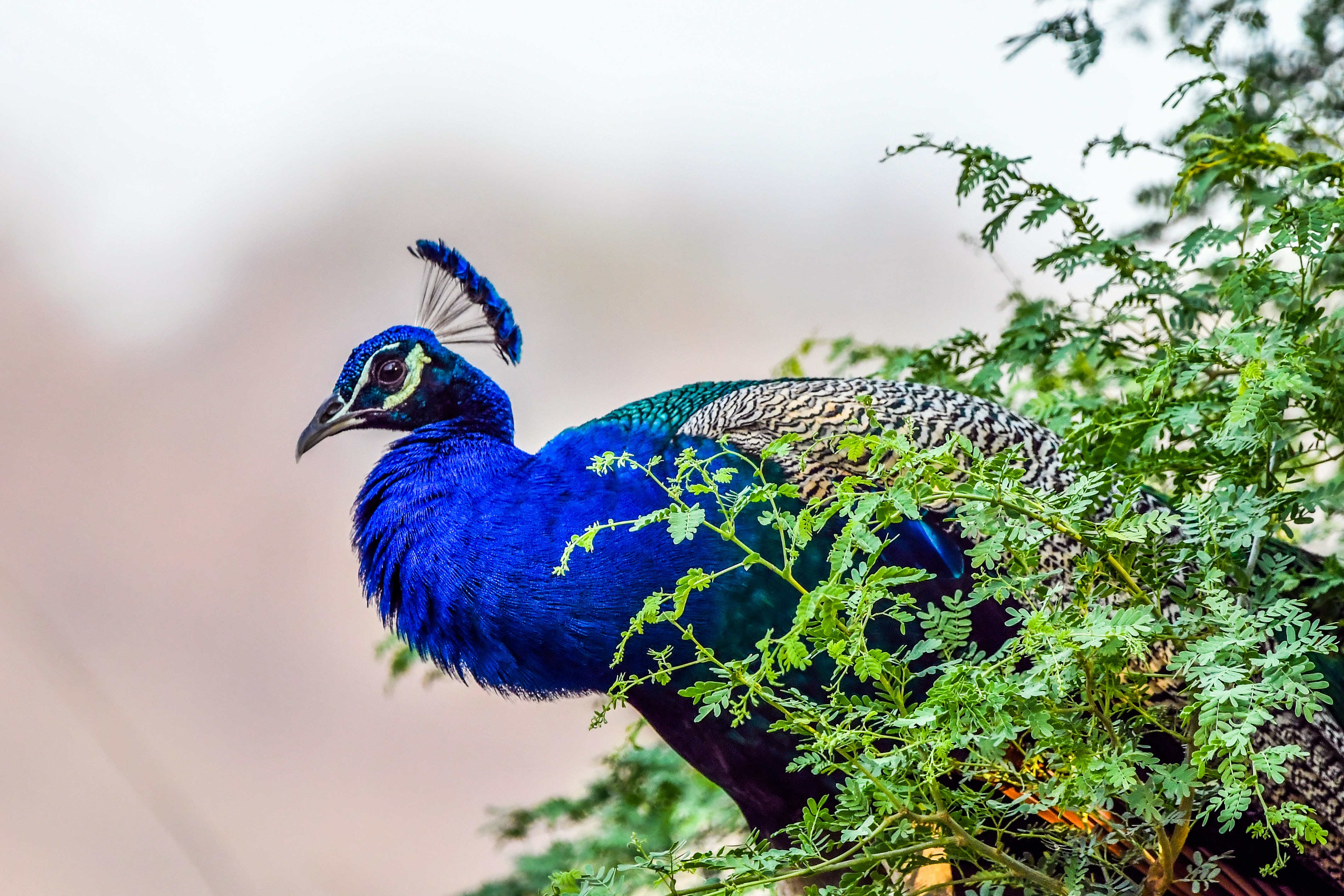 Royal Crest on Green: A Peacock Amid Ferns