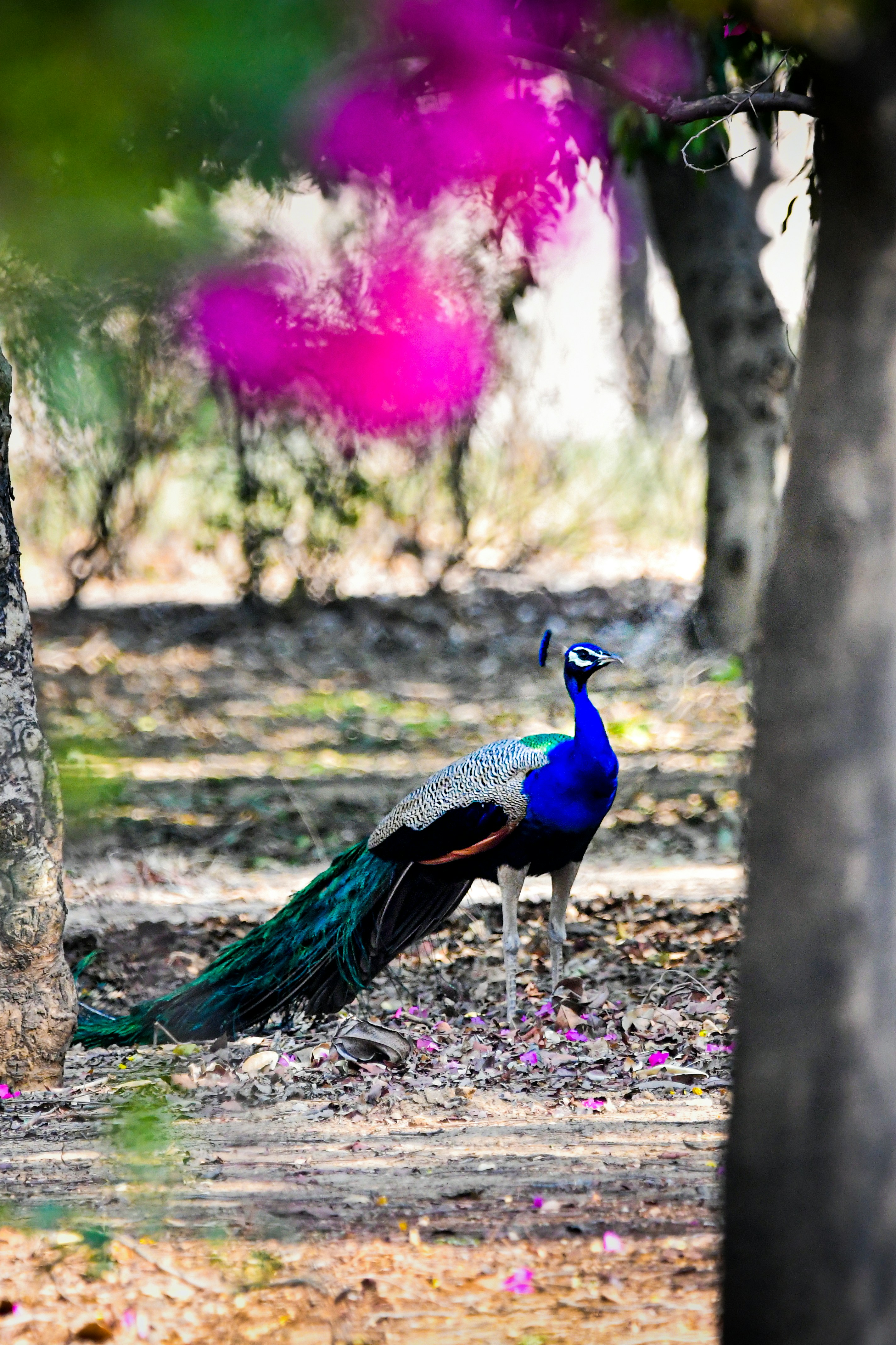 Azure Crest in the Shade: A Peacock Among Pines