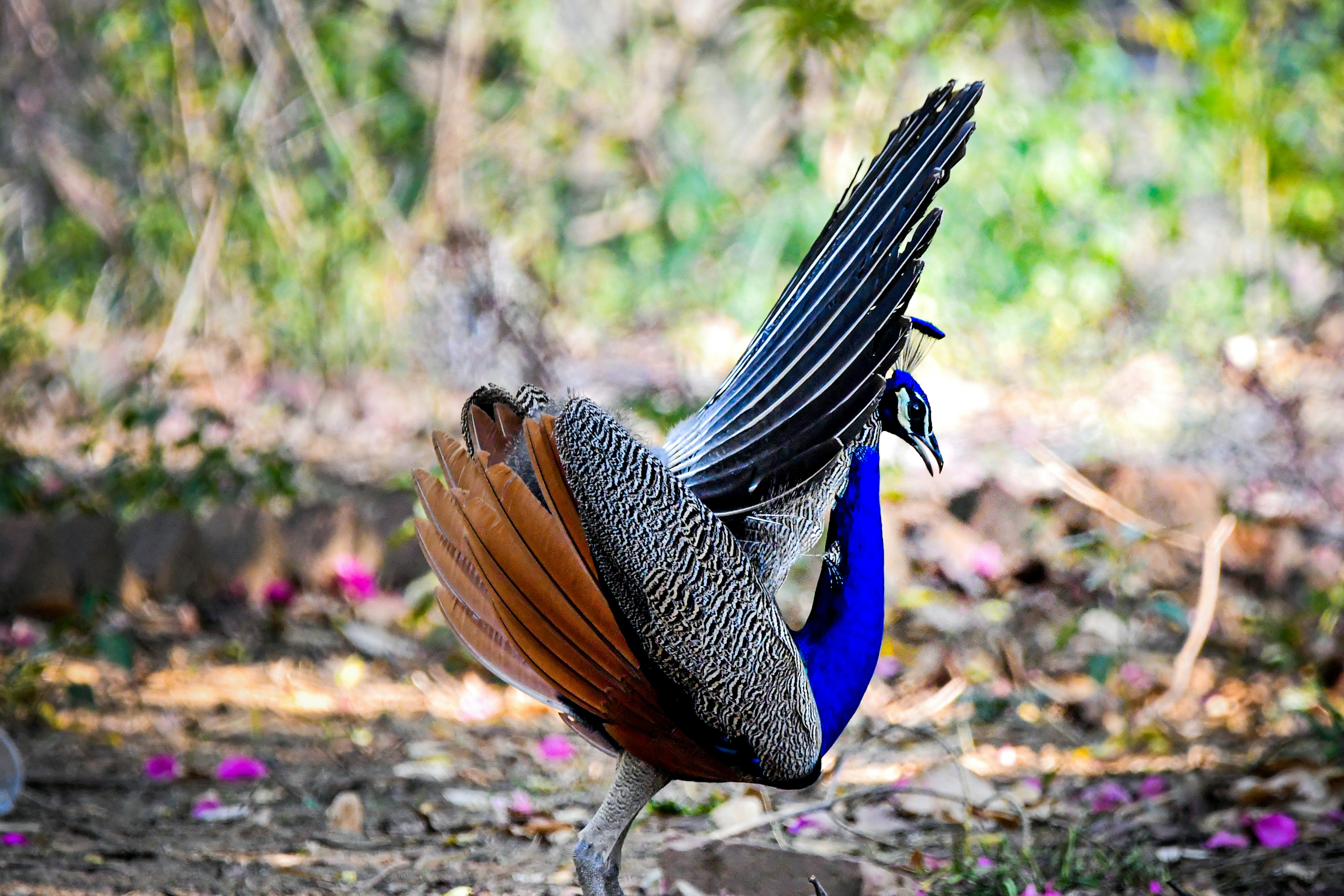 Blue-shouldered Mirage: A Peacock Prepares to Fold Its Wings