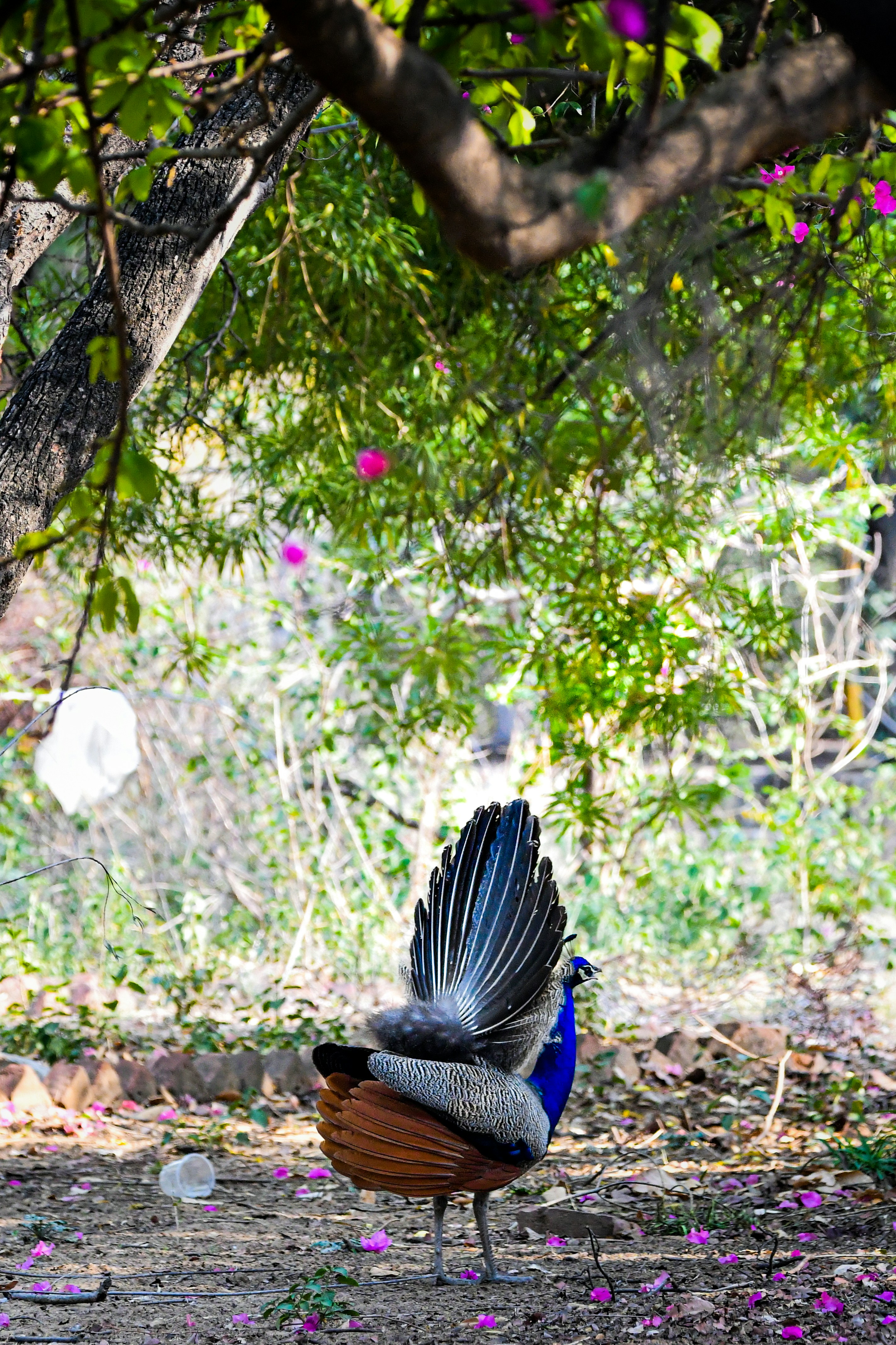 Peacock in Bloom: A Quiet Garden Pause