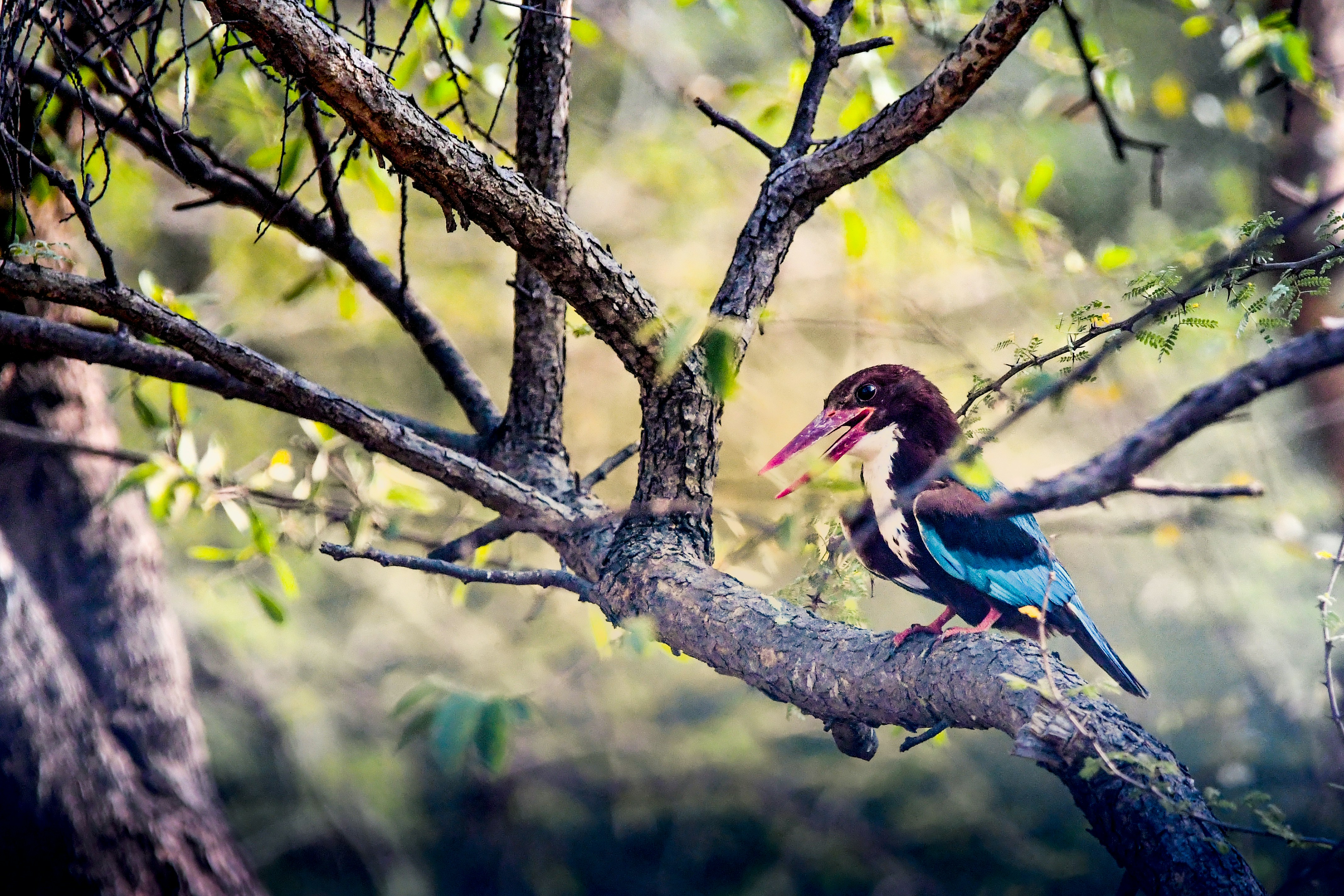 Azure Kingfisher on a Gnarled Branch