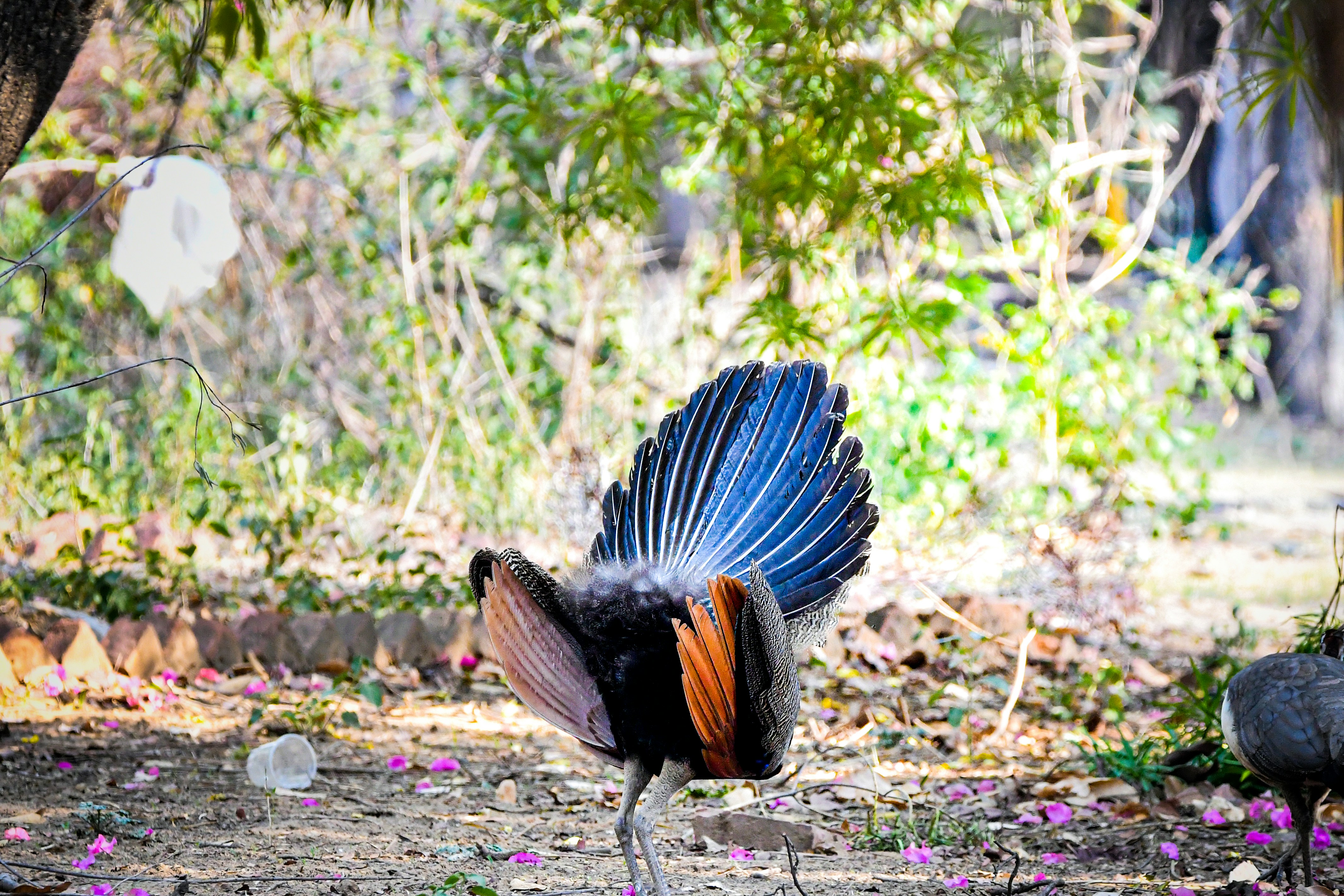 Vibrant Wing Display in a Sunlit Garden