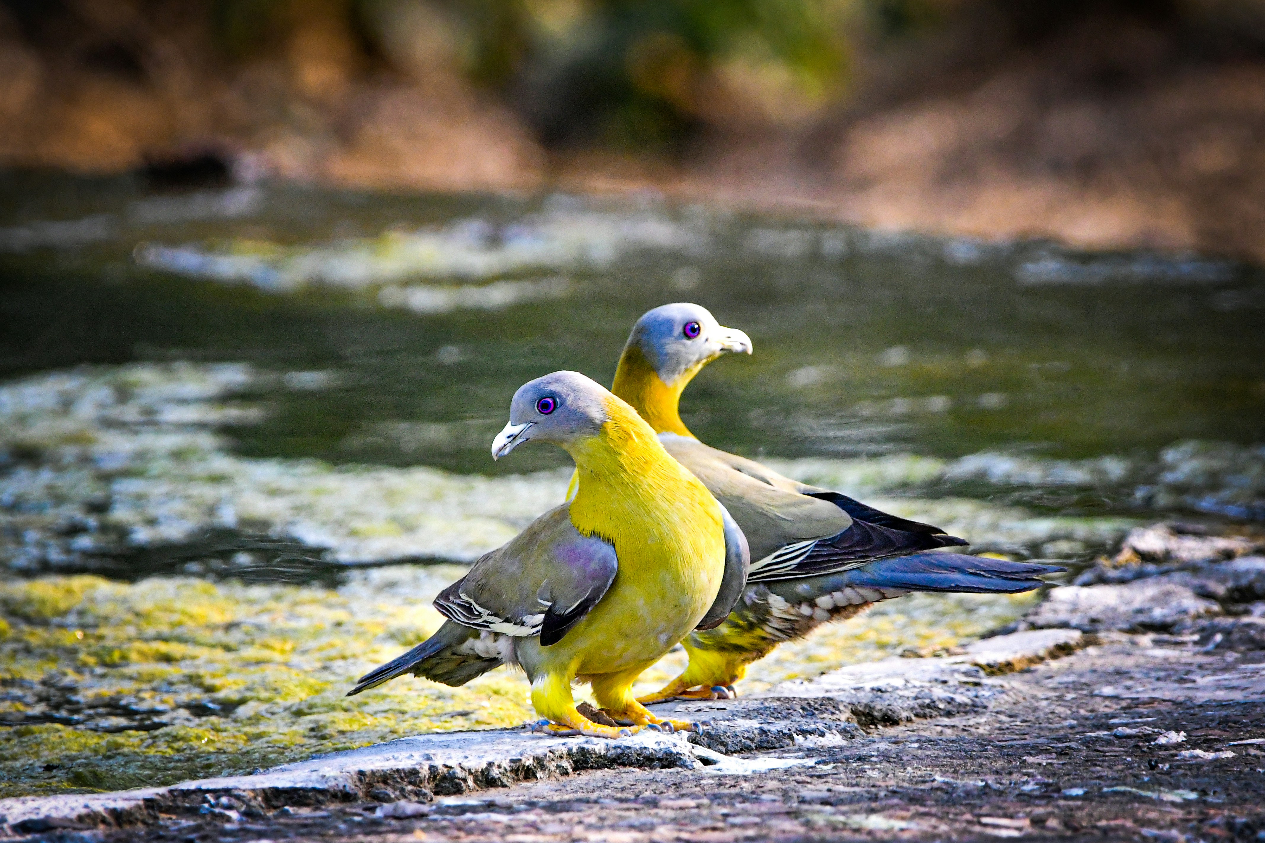 Two Yellow-Chest Pigeons by a Streamside Alight