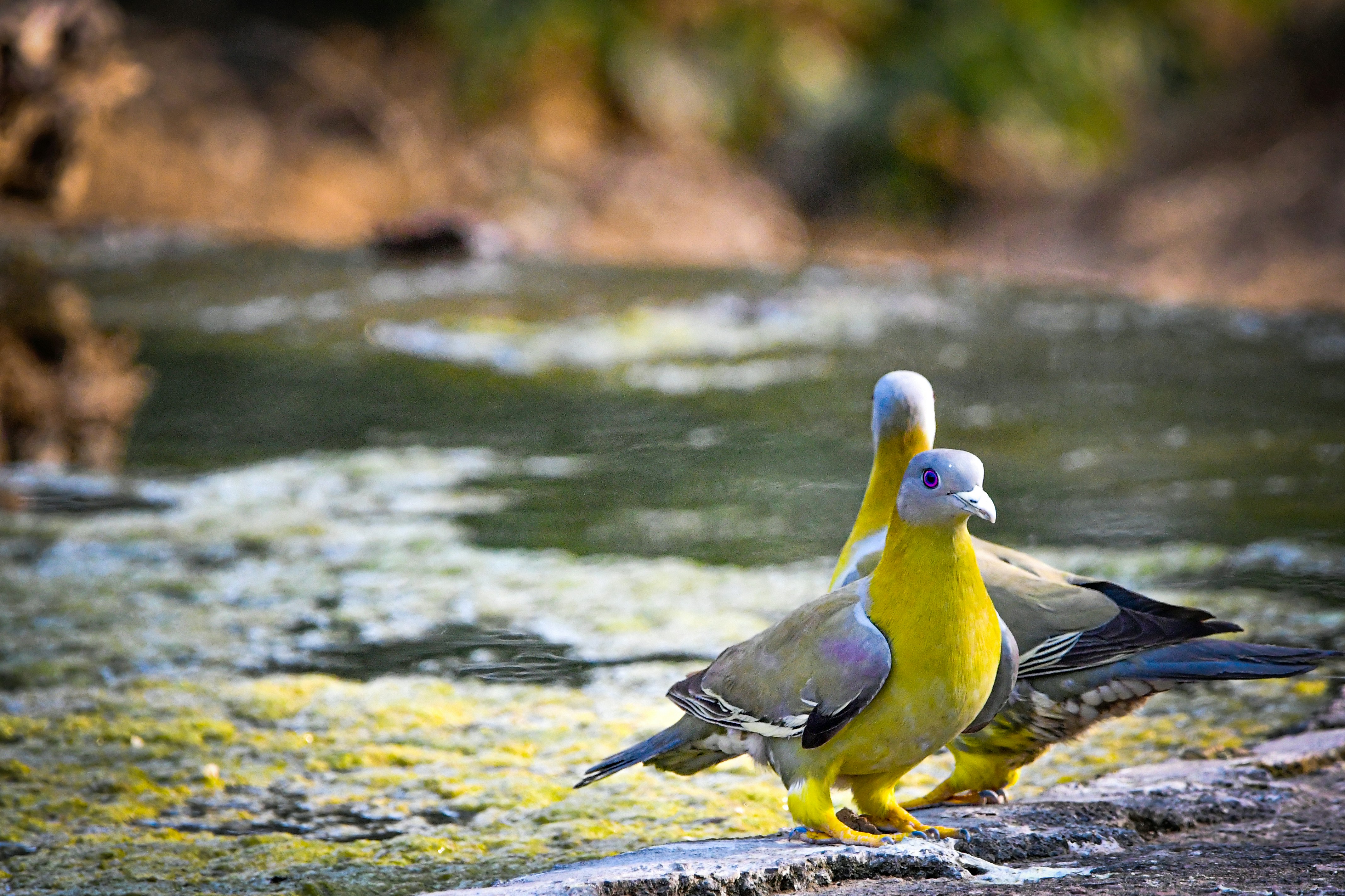 Yellow-Faced Pair at the River Edge