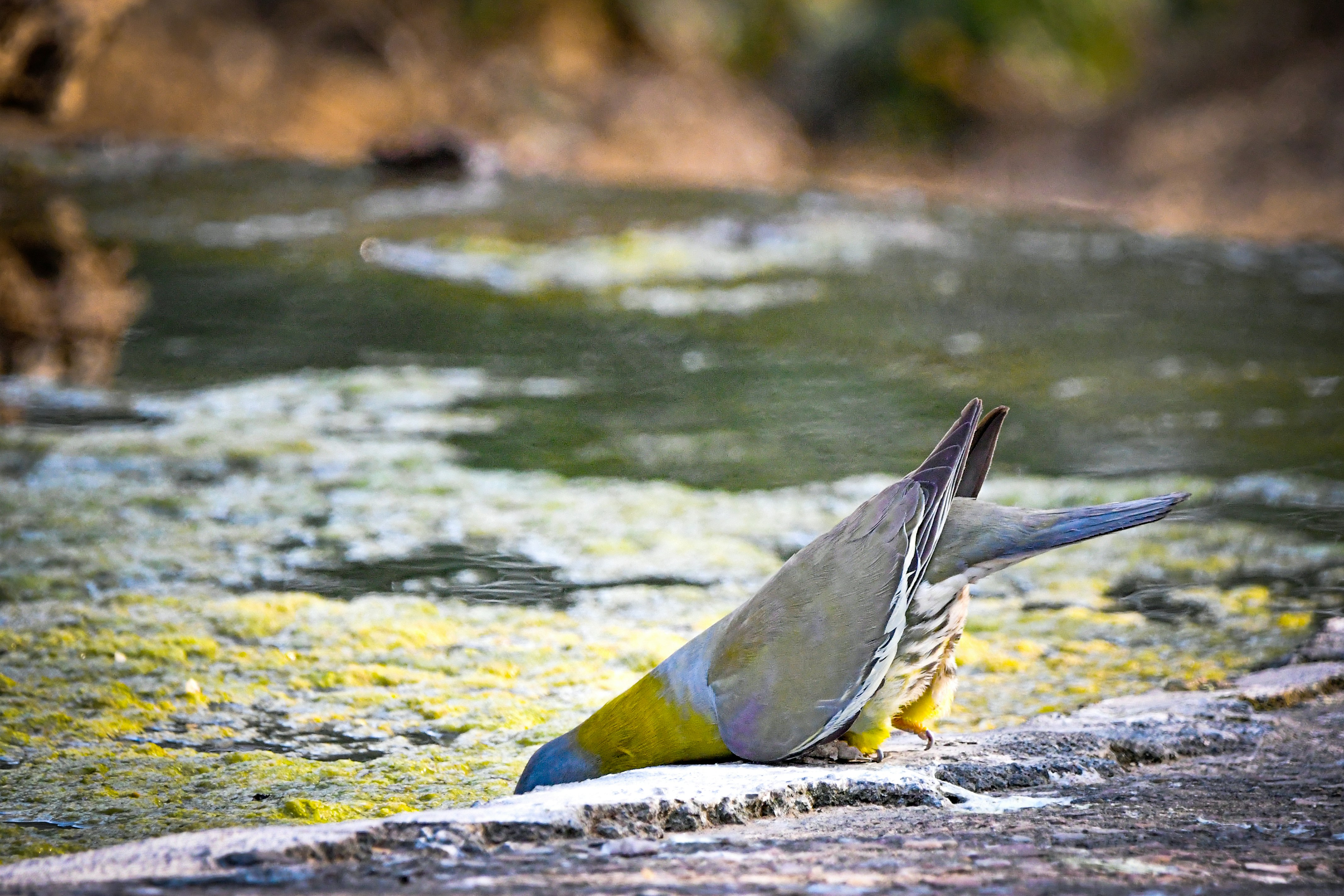 Yellow-bellied Waterbird on a Mossy Riverbank