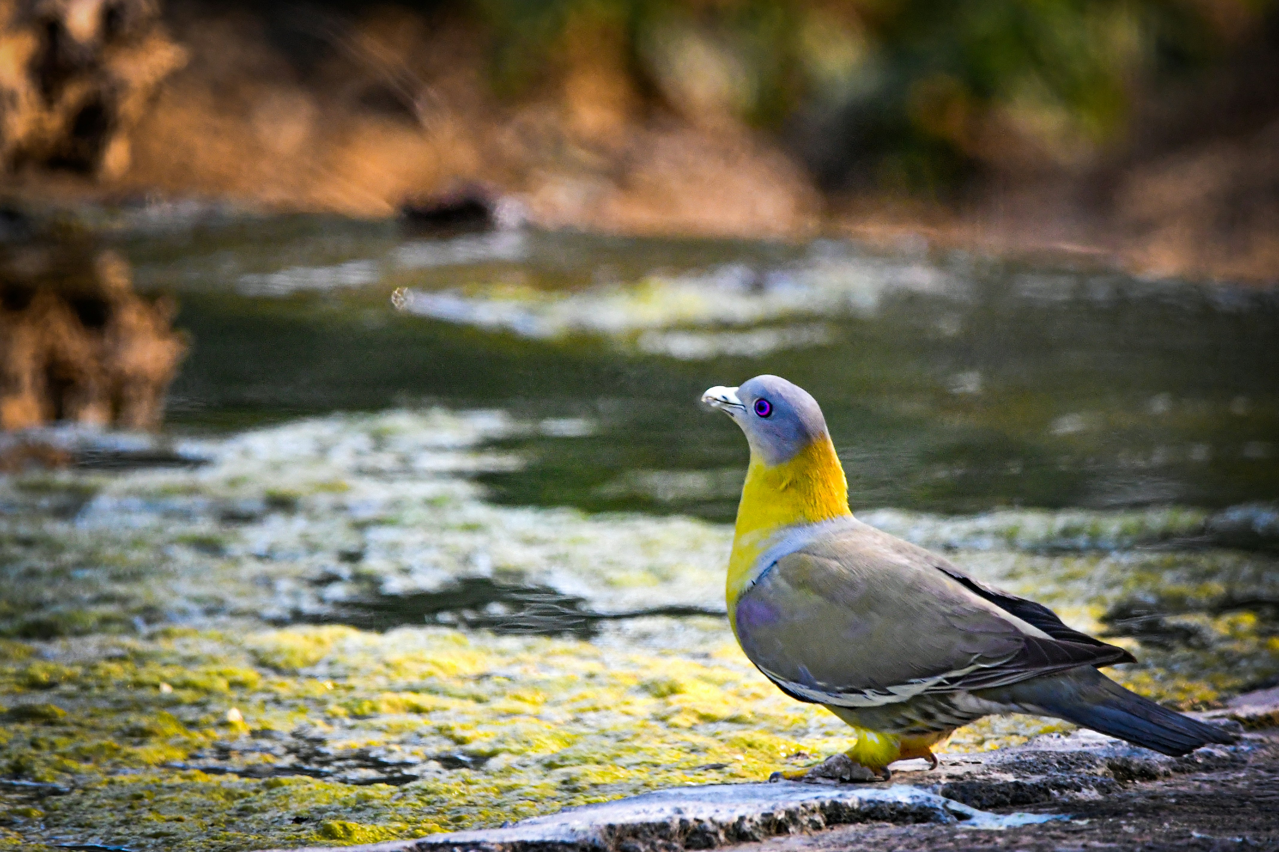 Yellow-throated Grey Dove by the Quiet Riverbank