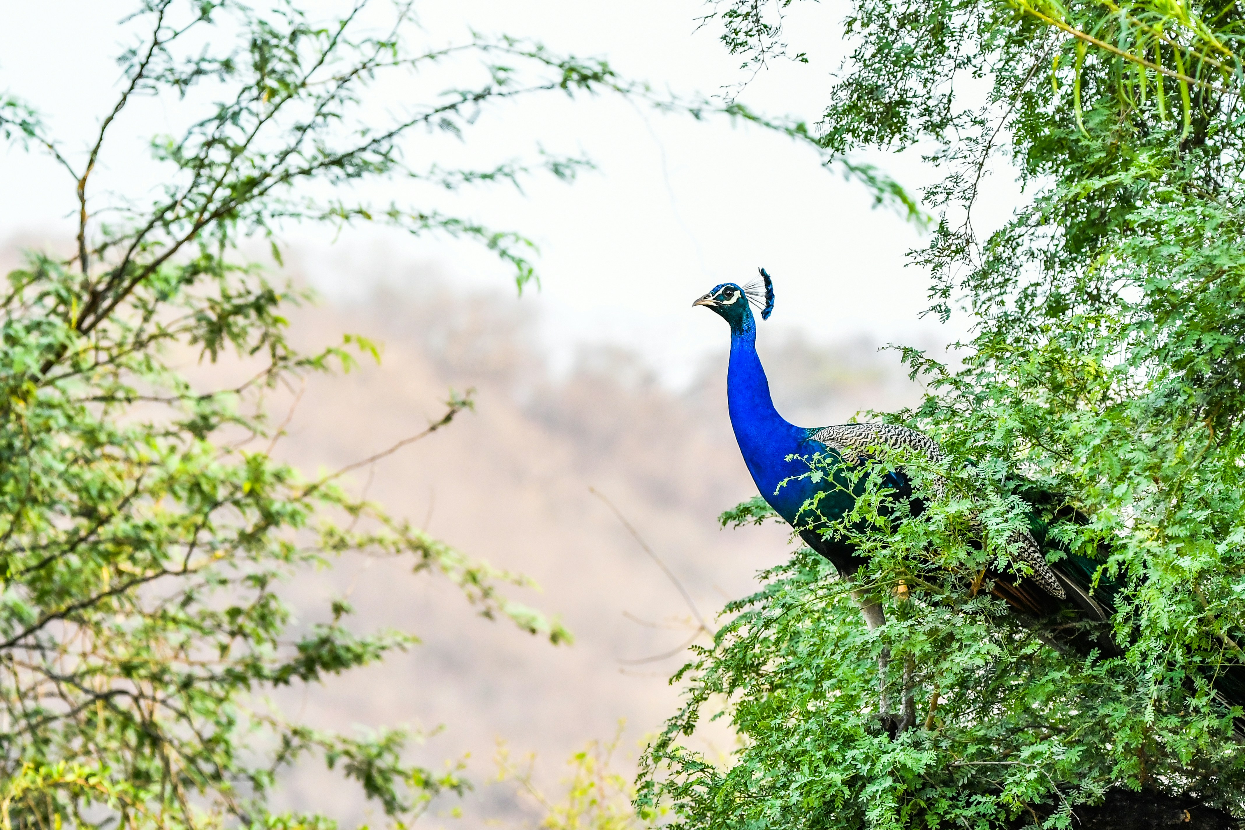 Emerald Plume: A Peacock Guarding the Verdant Edge