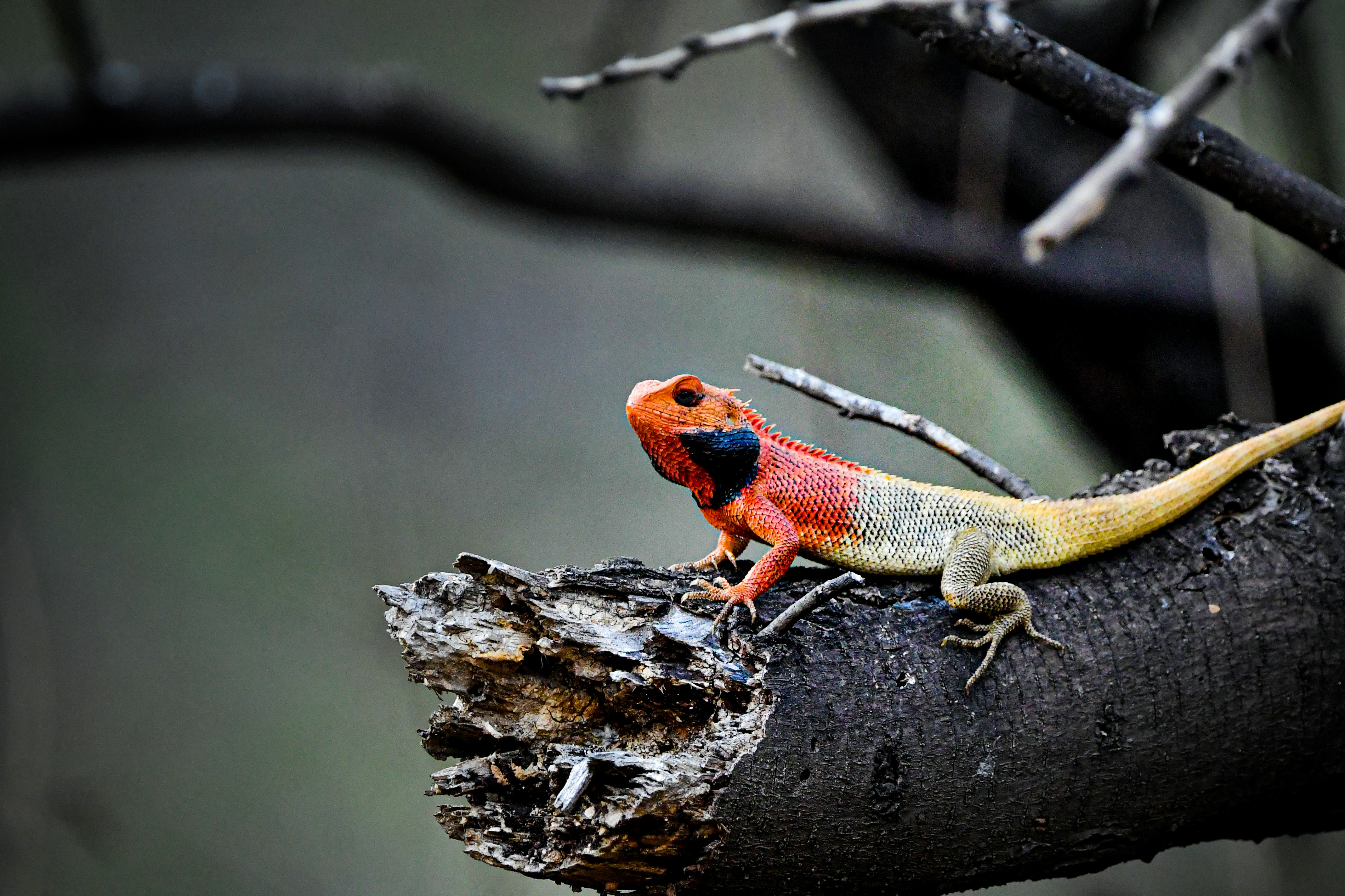 Colorful dragon perched on weathered branch amid muted forest backdrop