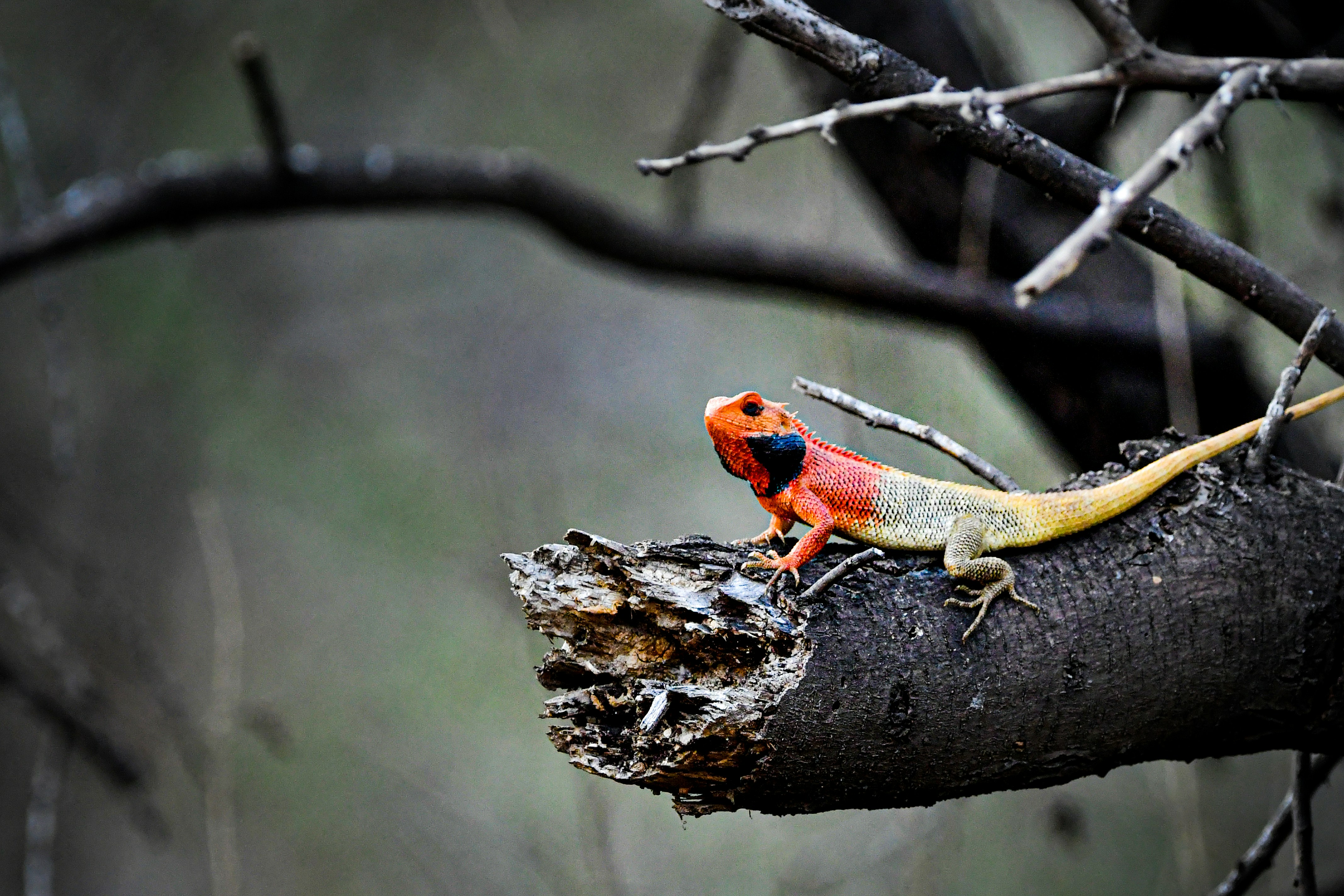 Crimson-Necked Lizard Guarding a Sunlit Branch
