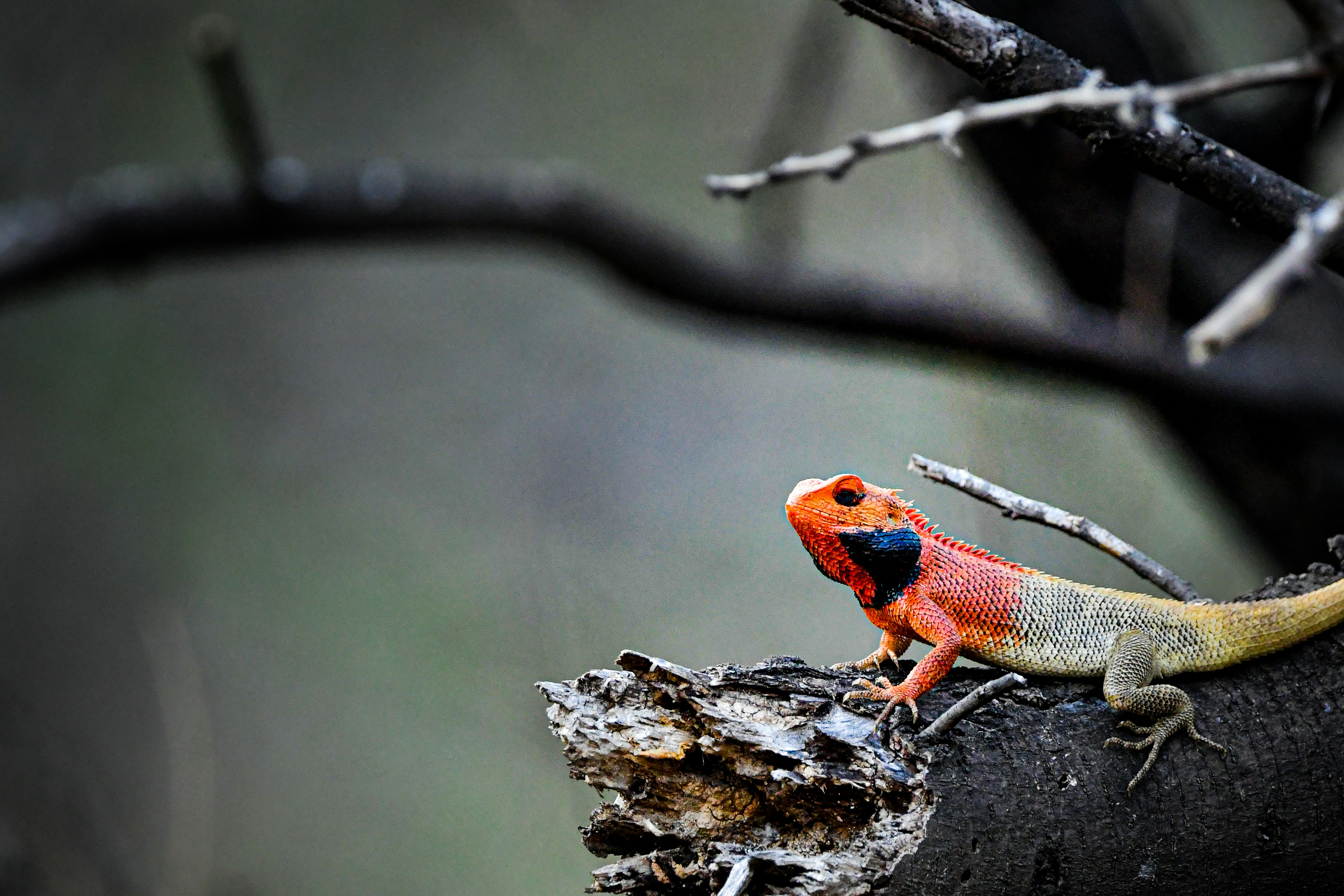 Color-Depth on a Sundial Gecko: Vivid Orange Head on a Weathered Log