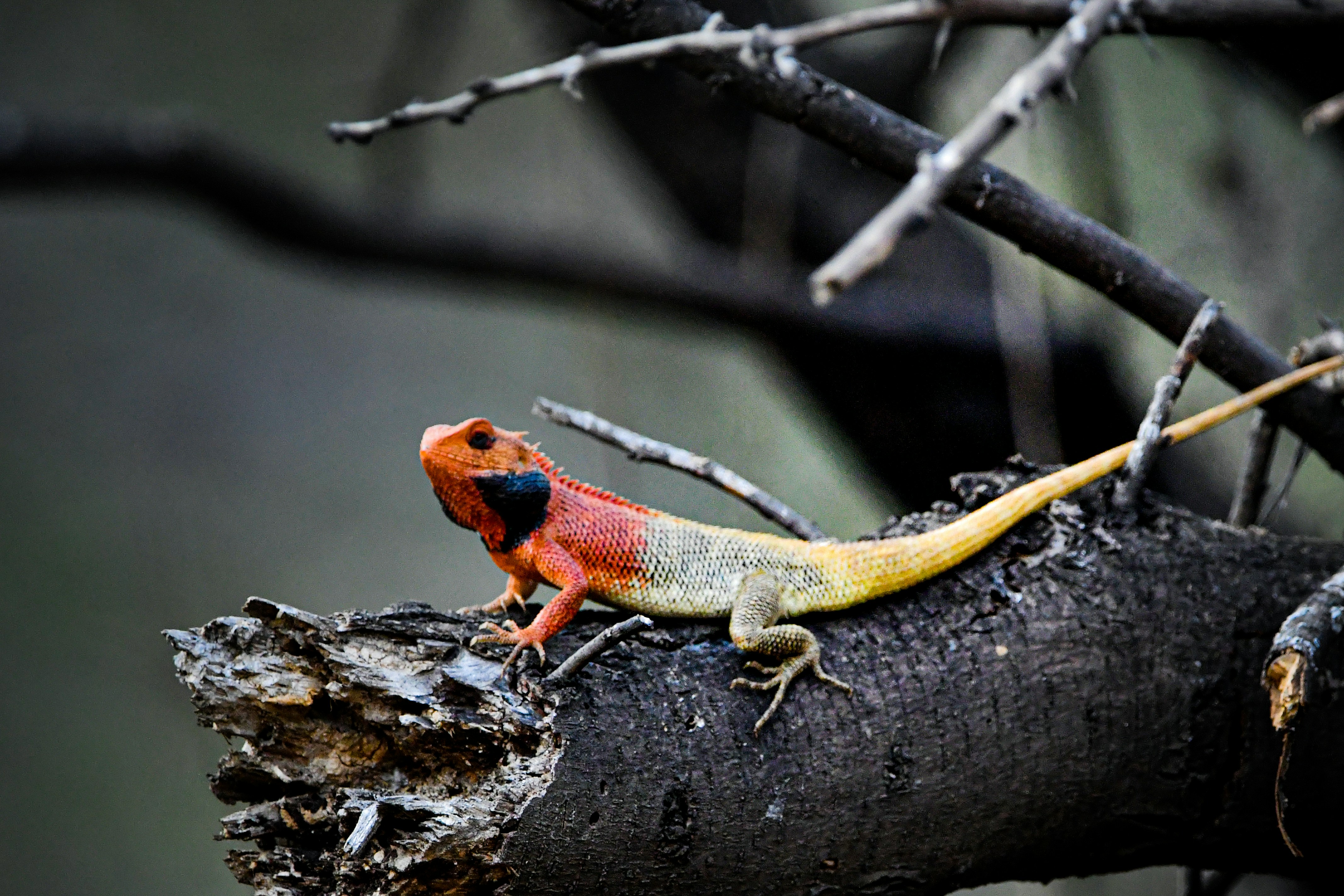 Sunlit Ember: A Colorful Lizard perches on a charred log
