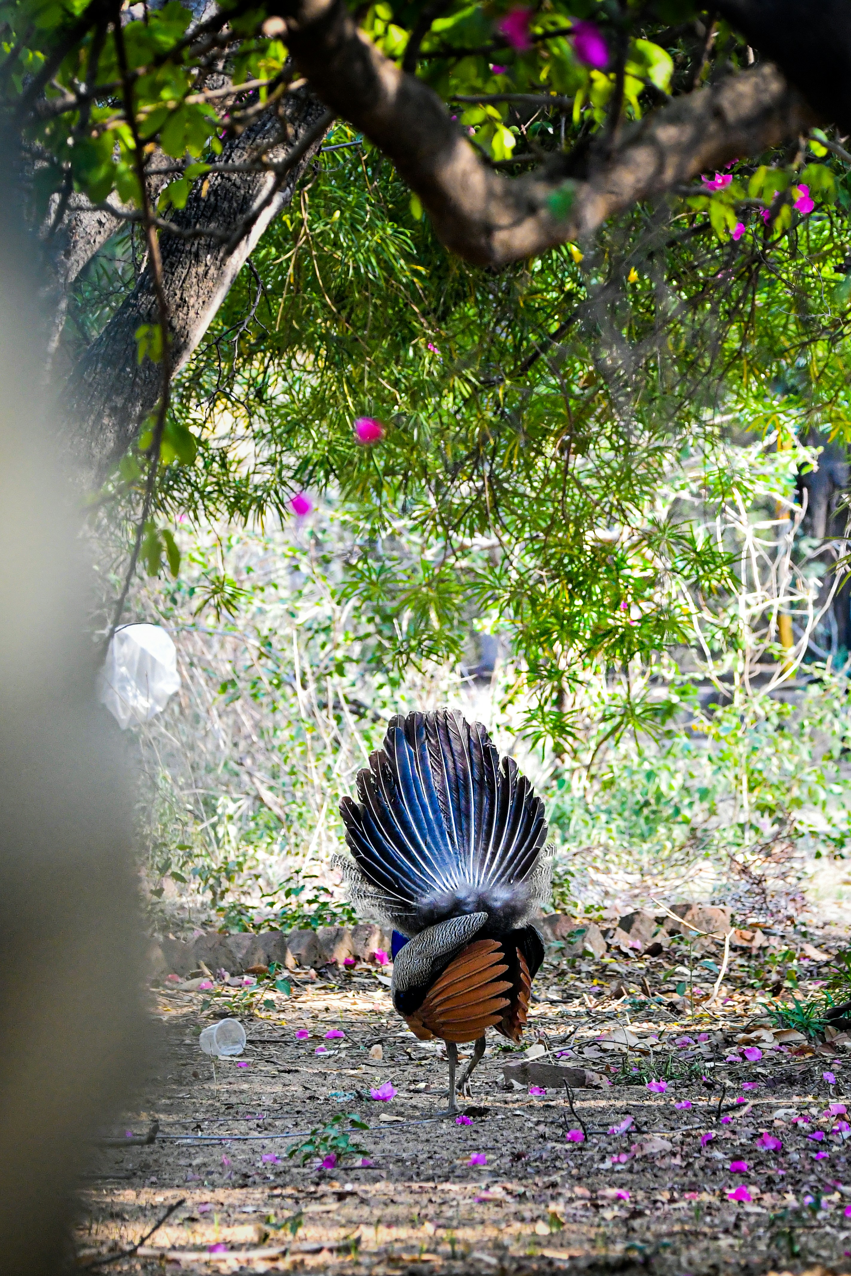 Deserted Feathers: A Turkey’s Tail Feathers Splay Against a Garden Dusk