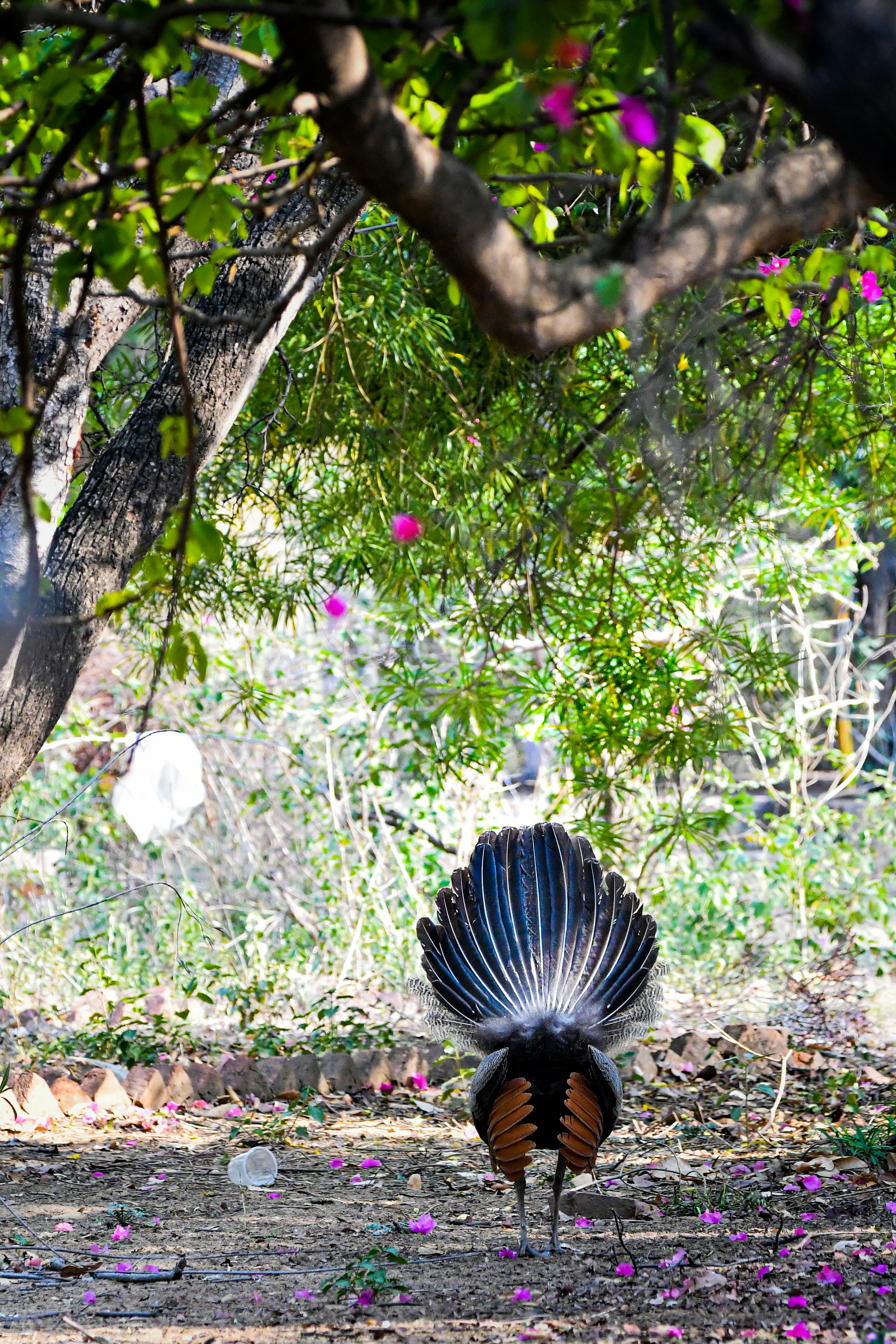 Tail Fan Under Dappled Light: Peacock-like Bird in a Garden Scene