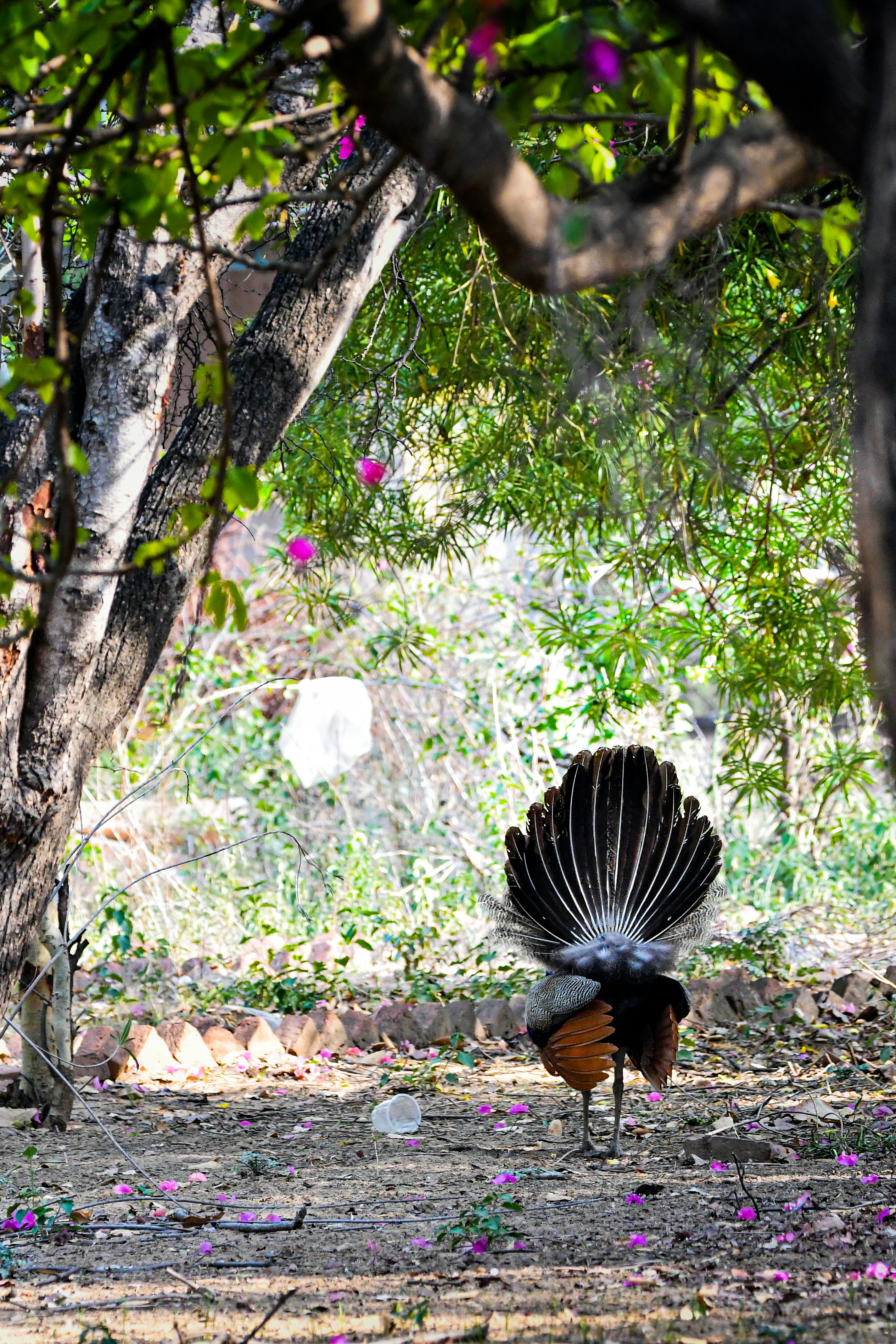 Rear View of a Display Plumage Turkey Beneath Dappled Garden Light