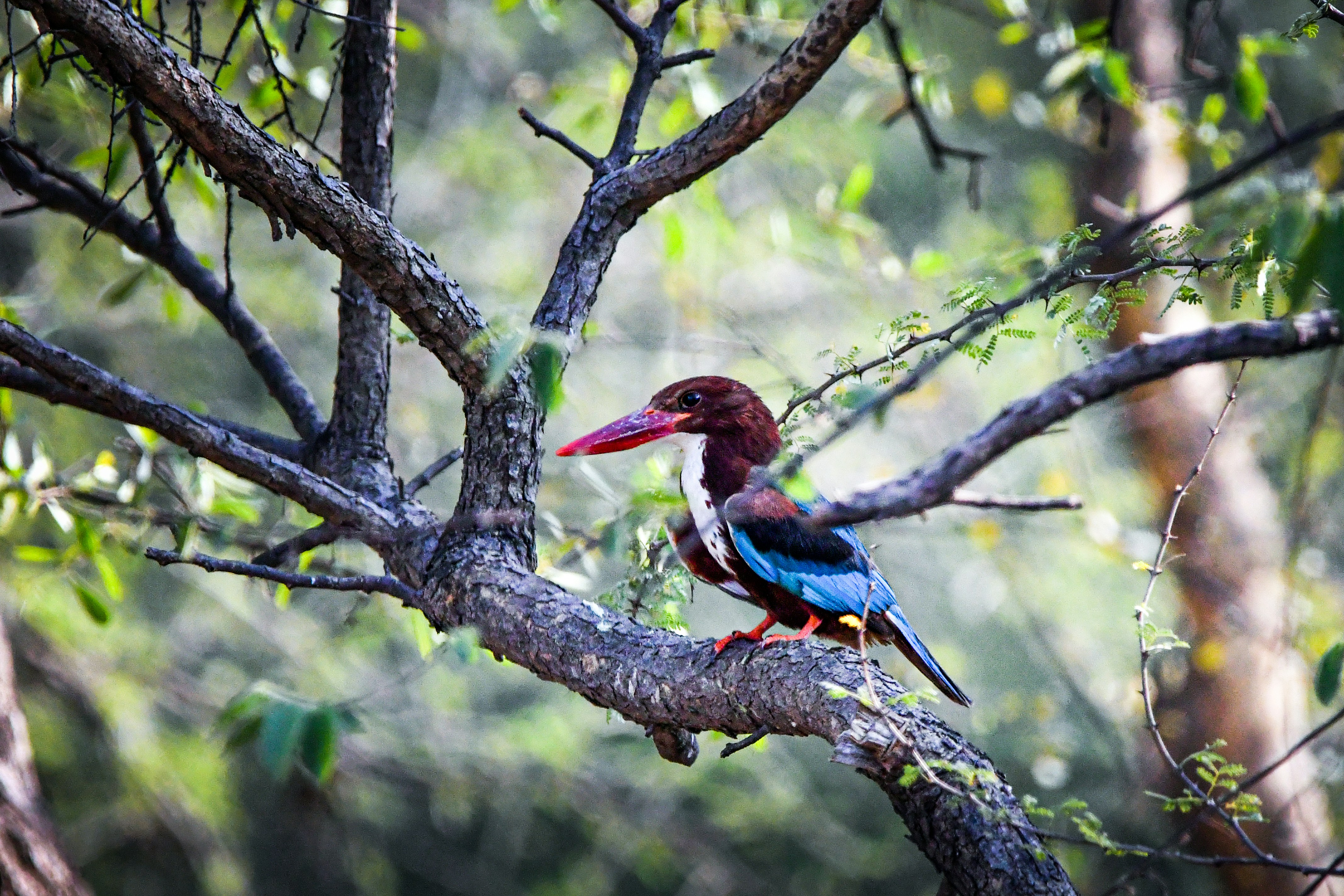 Azure-winged Kingfisher on a Tangle of Branches