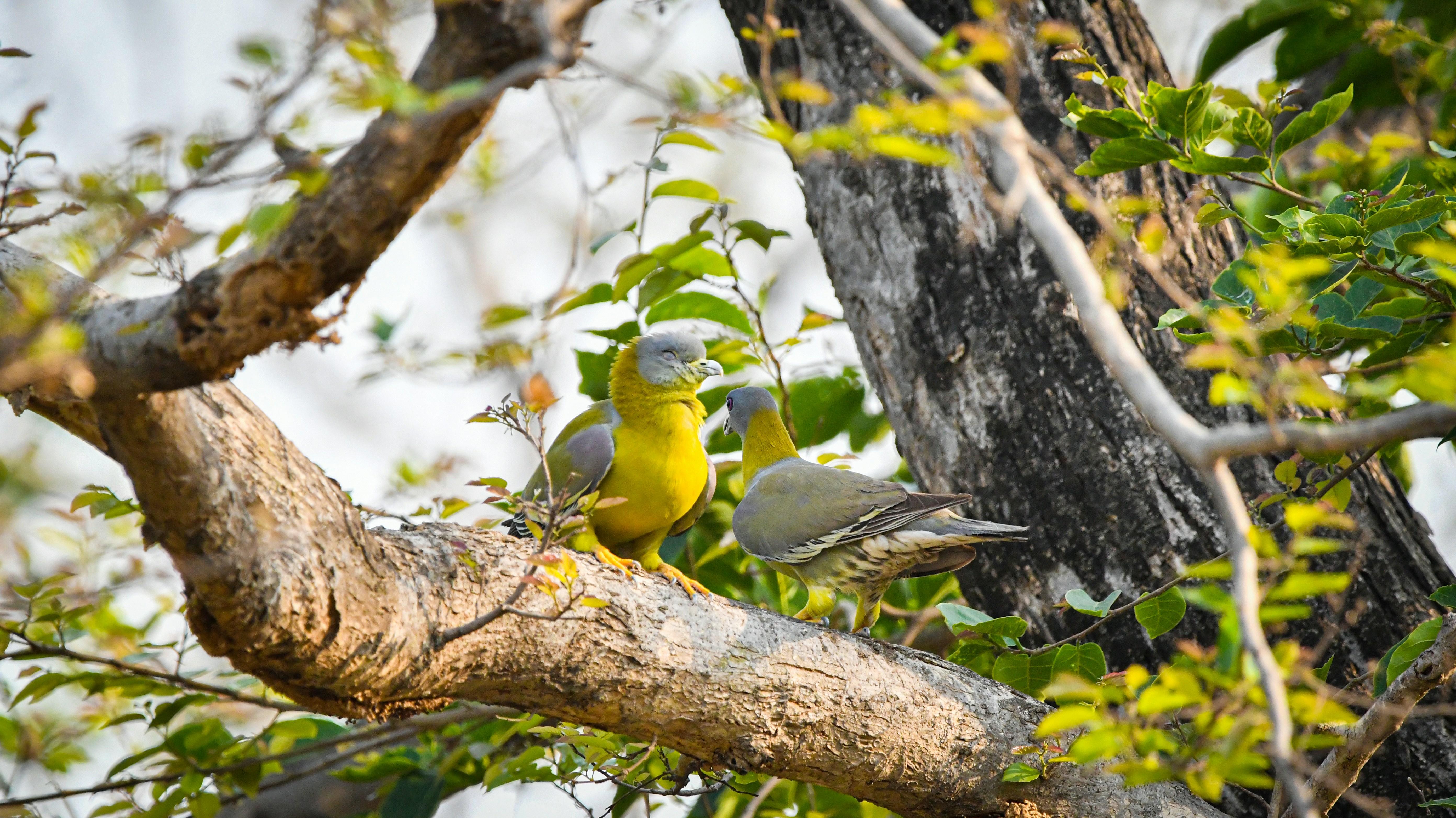 Yellow Warblers Perched on a Weathered Branch
