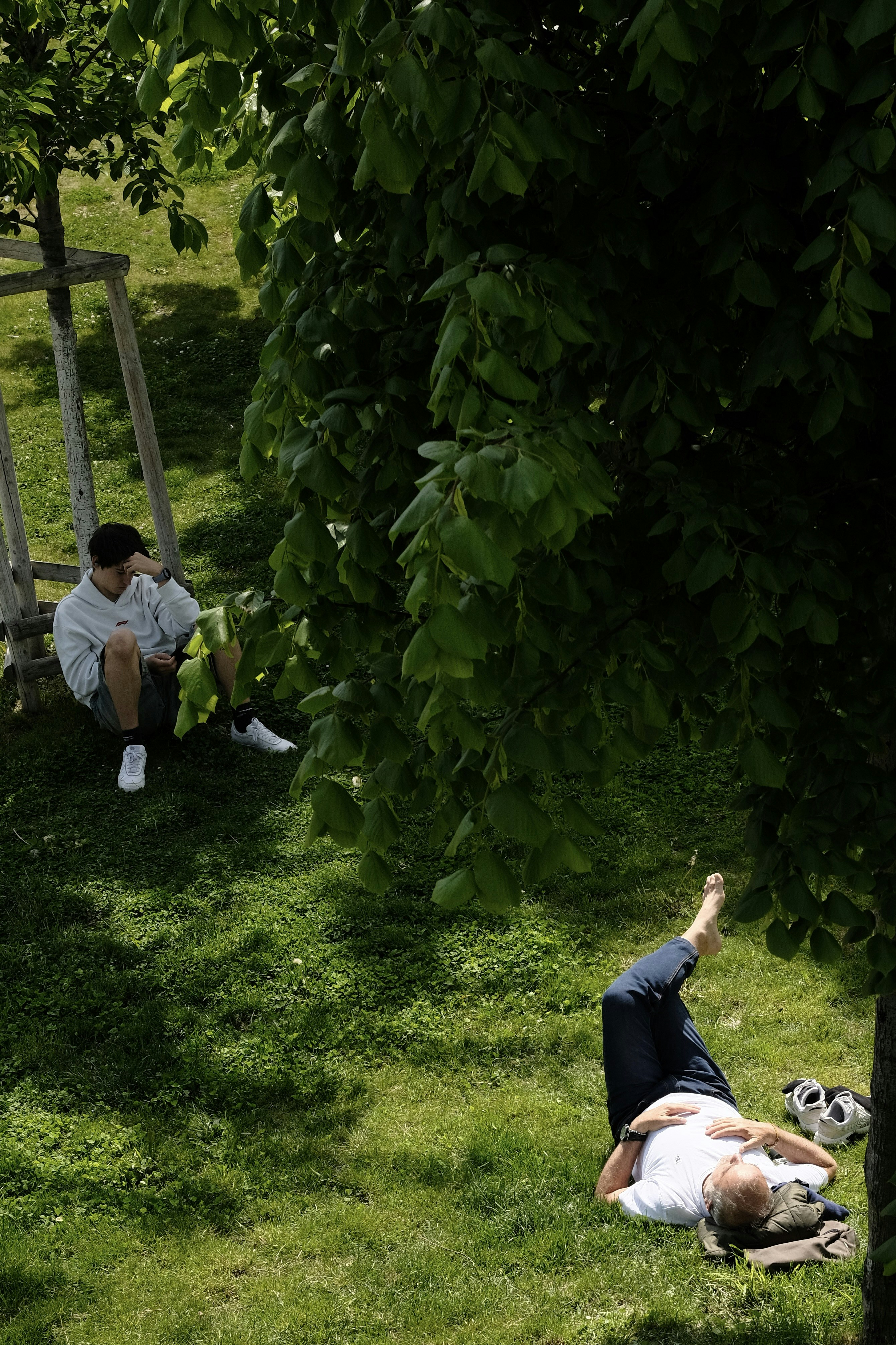 Quiet Contemplation in the Shade: A Pair Resting beneath a Tree