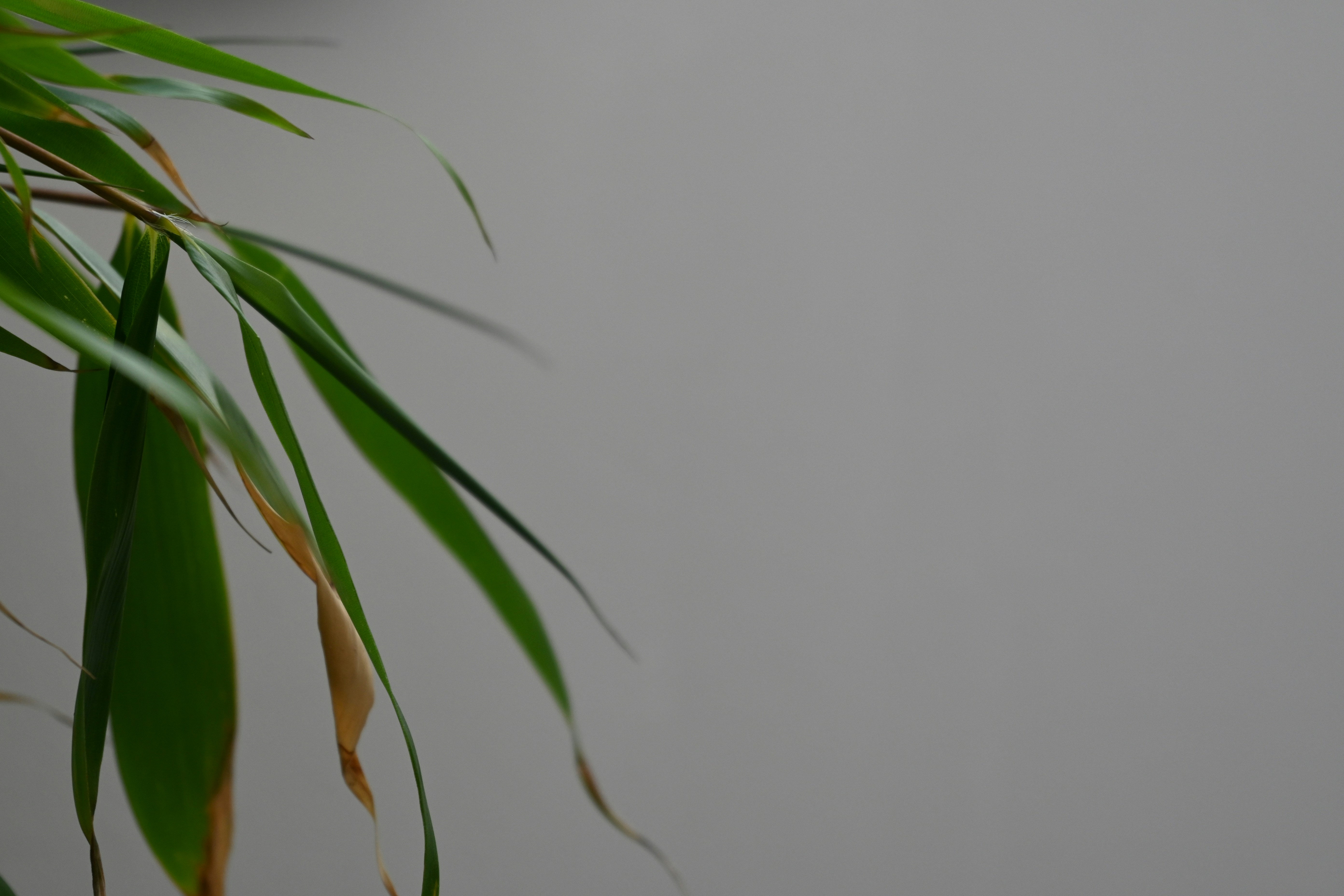 Drooping Green Leaves at a Minimal Gray Backdrop