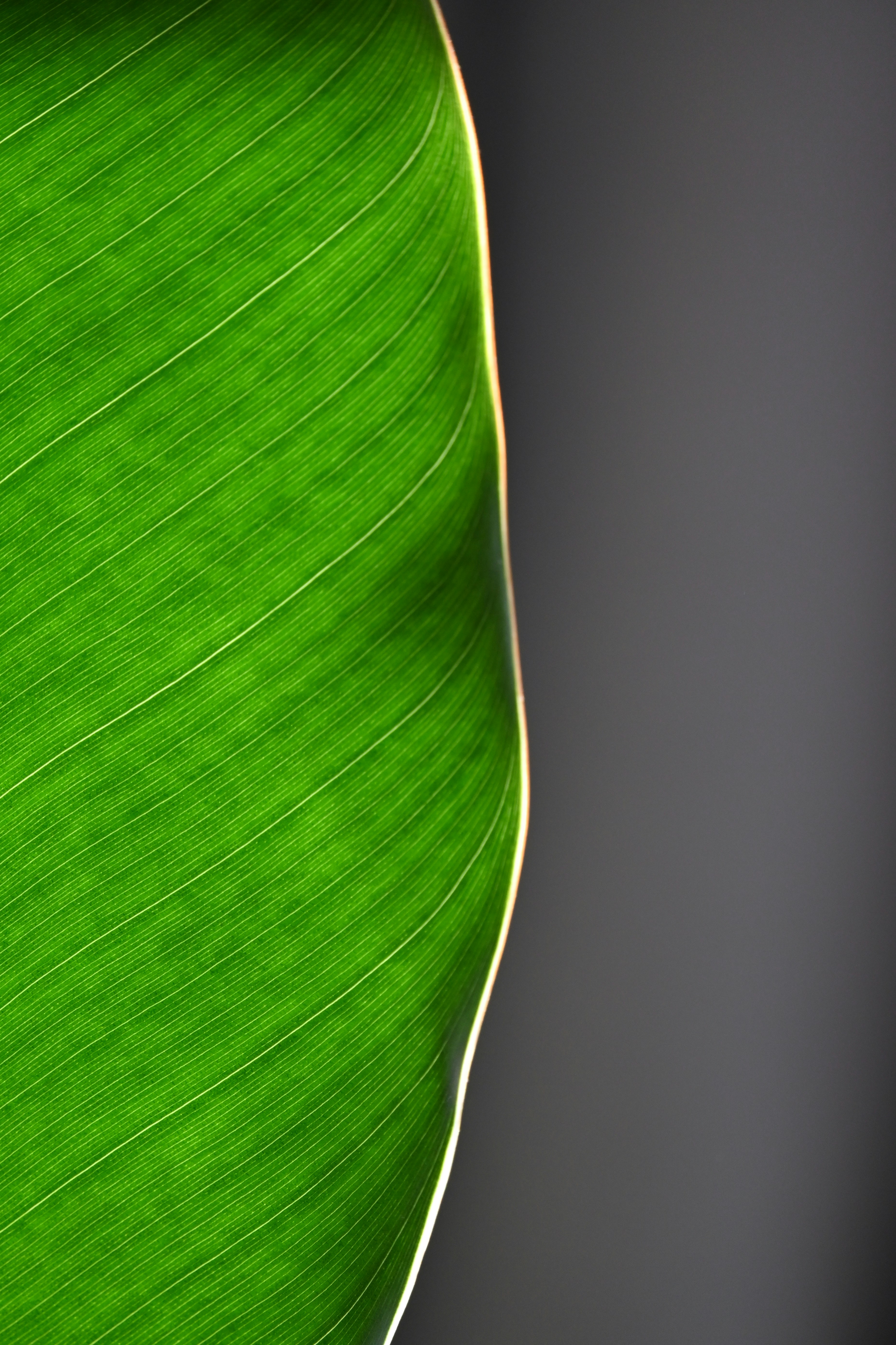 A Leaf's Edge: Neon Green Veins Against Soft Shadow
