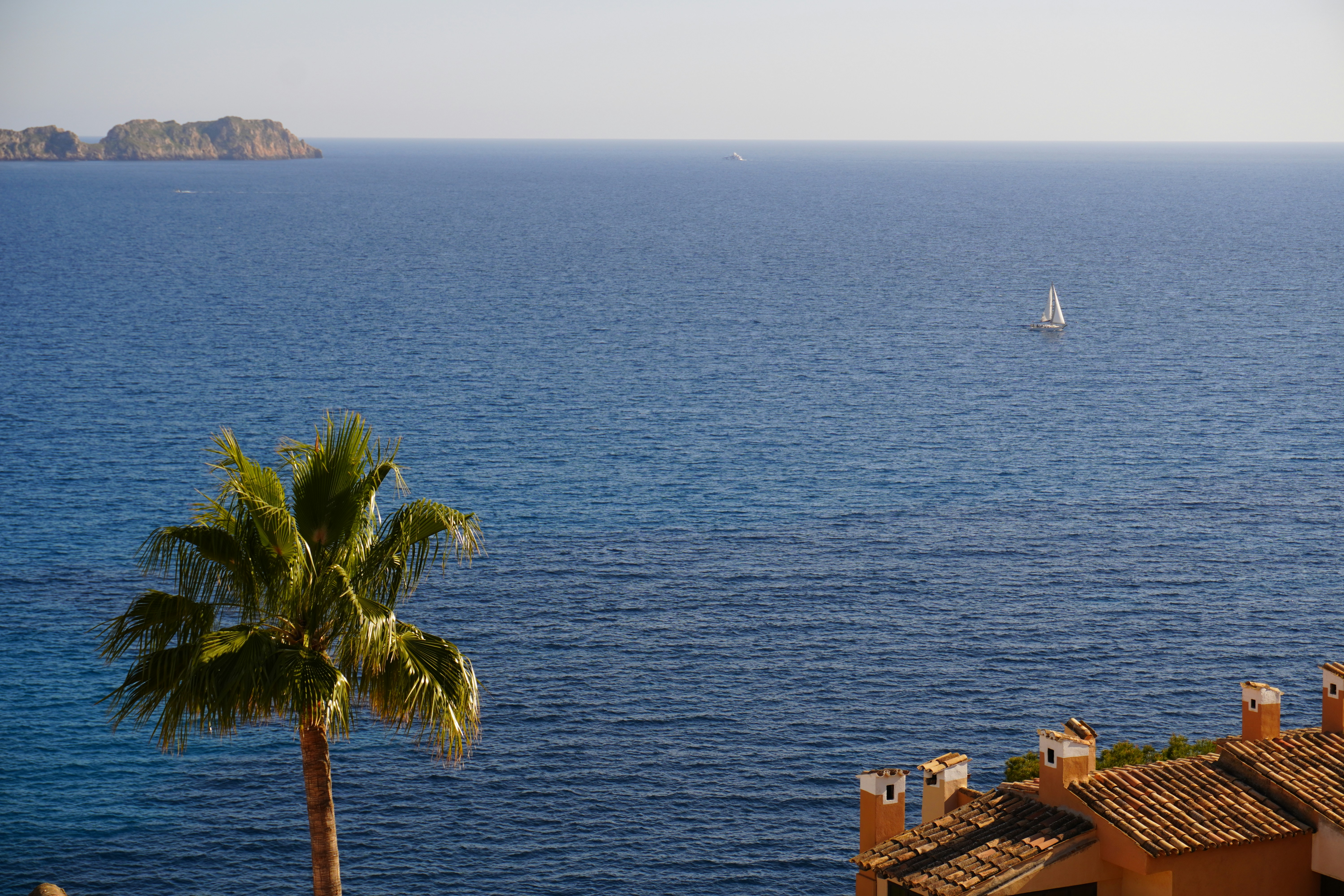 Coastal Vista with Palm Silhouette and Distant Sail