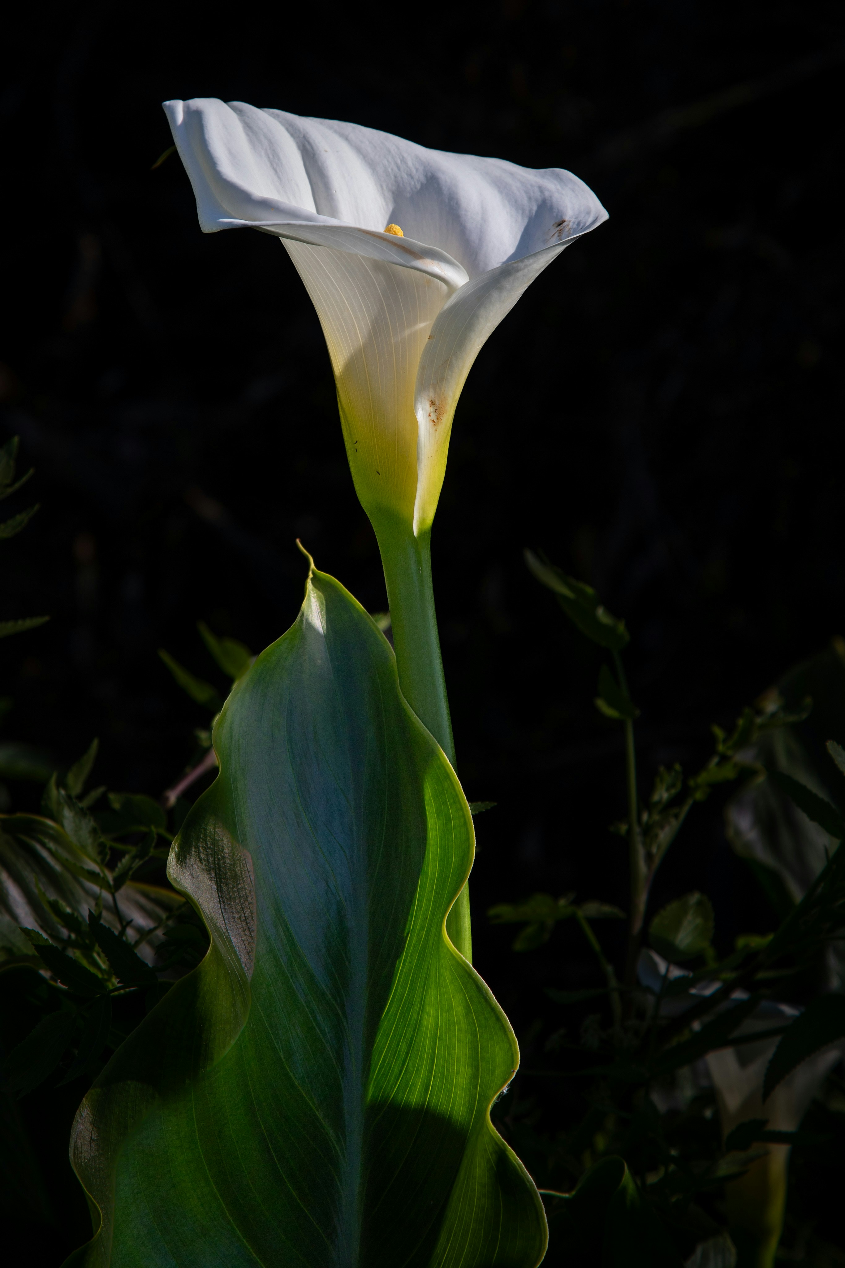 Spotlighted Calla: A Single Flower Against the Dark Backdrop