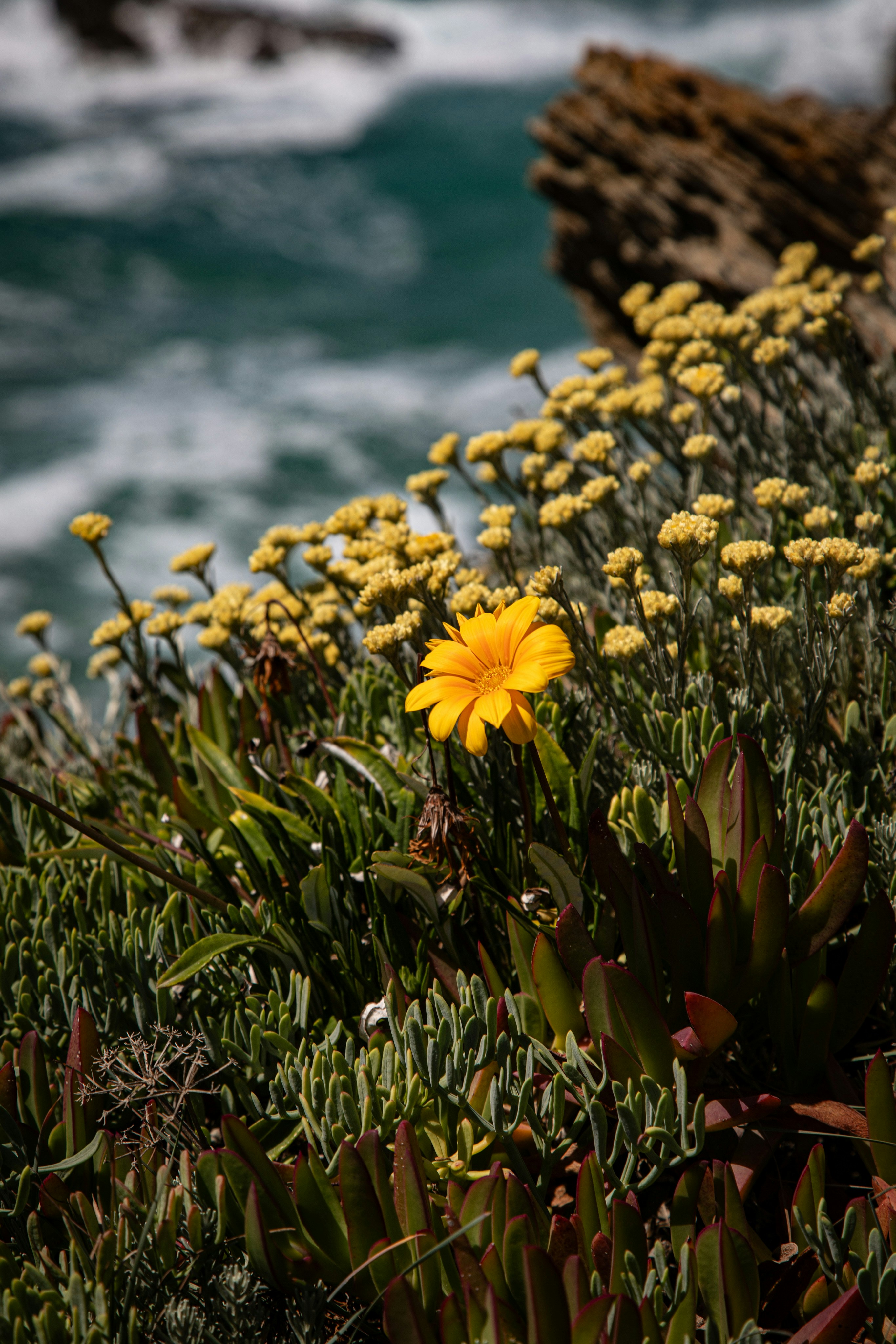 Golden Bloom by the Sea Cliff