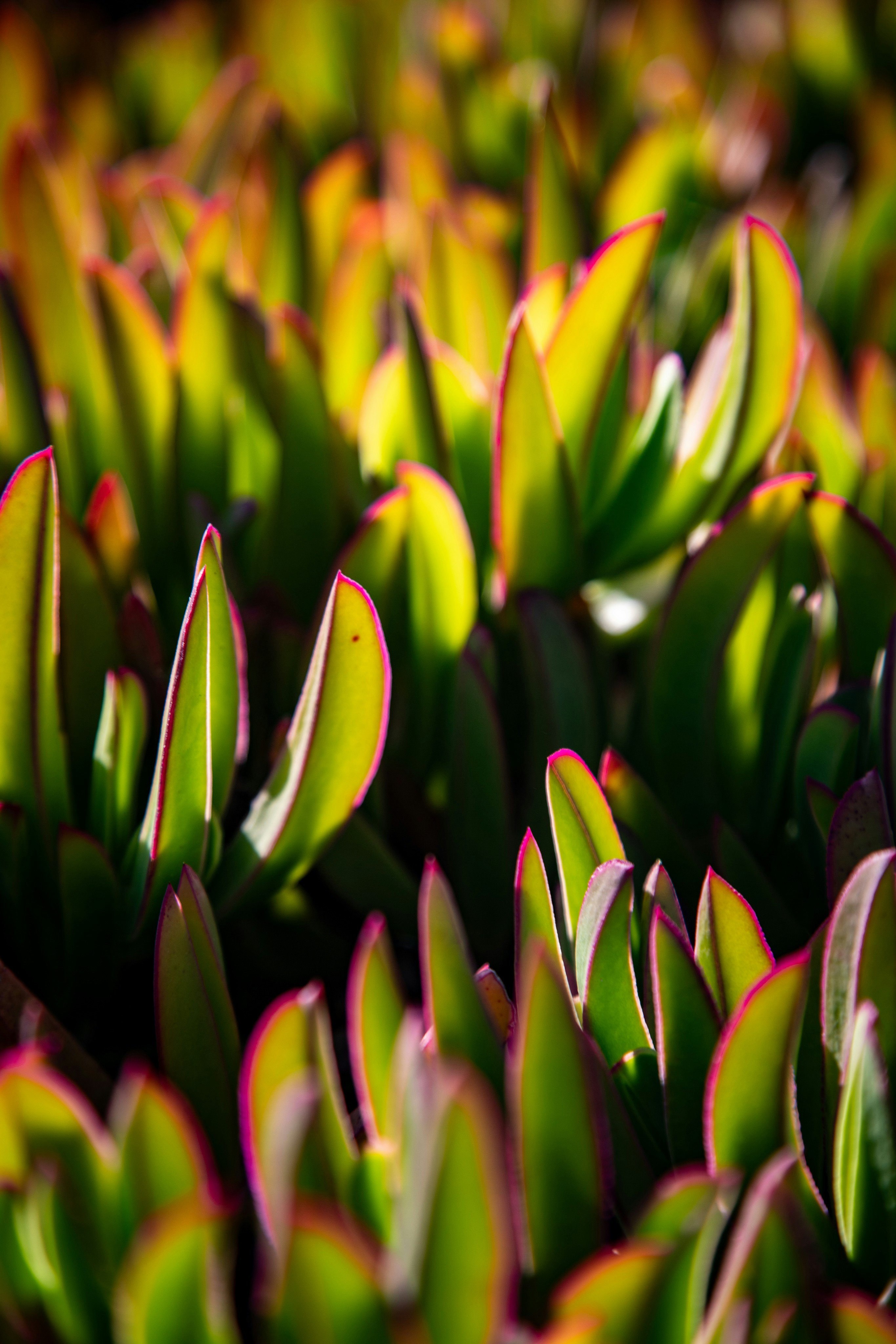 Edge of Color: Crimson-Tipped Leaves in Sunlit Tufts