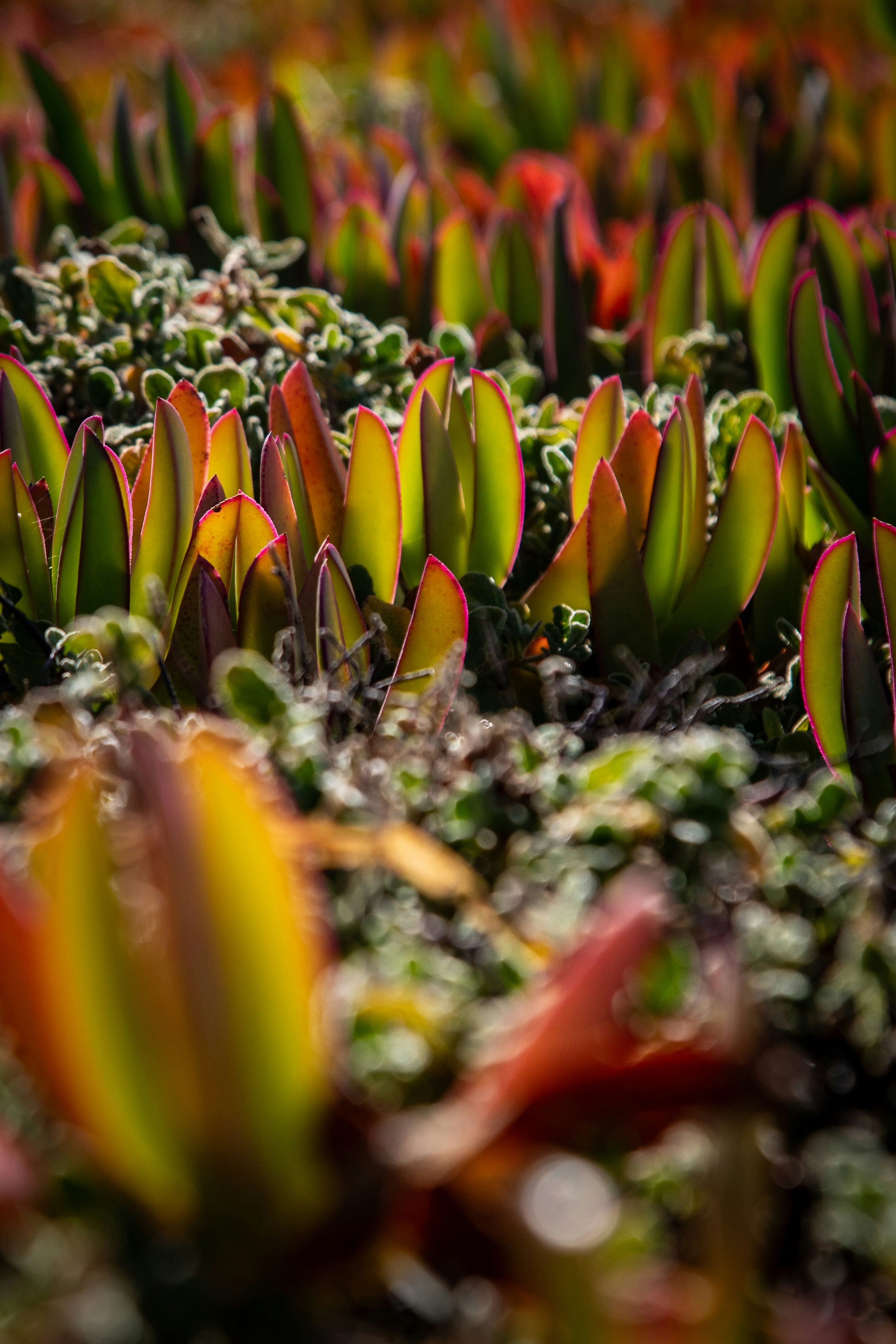Sunlit Serrated Leaves: A Carpet of Colorful Succulent Foliage