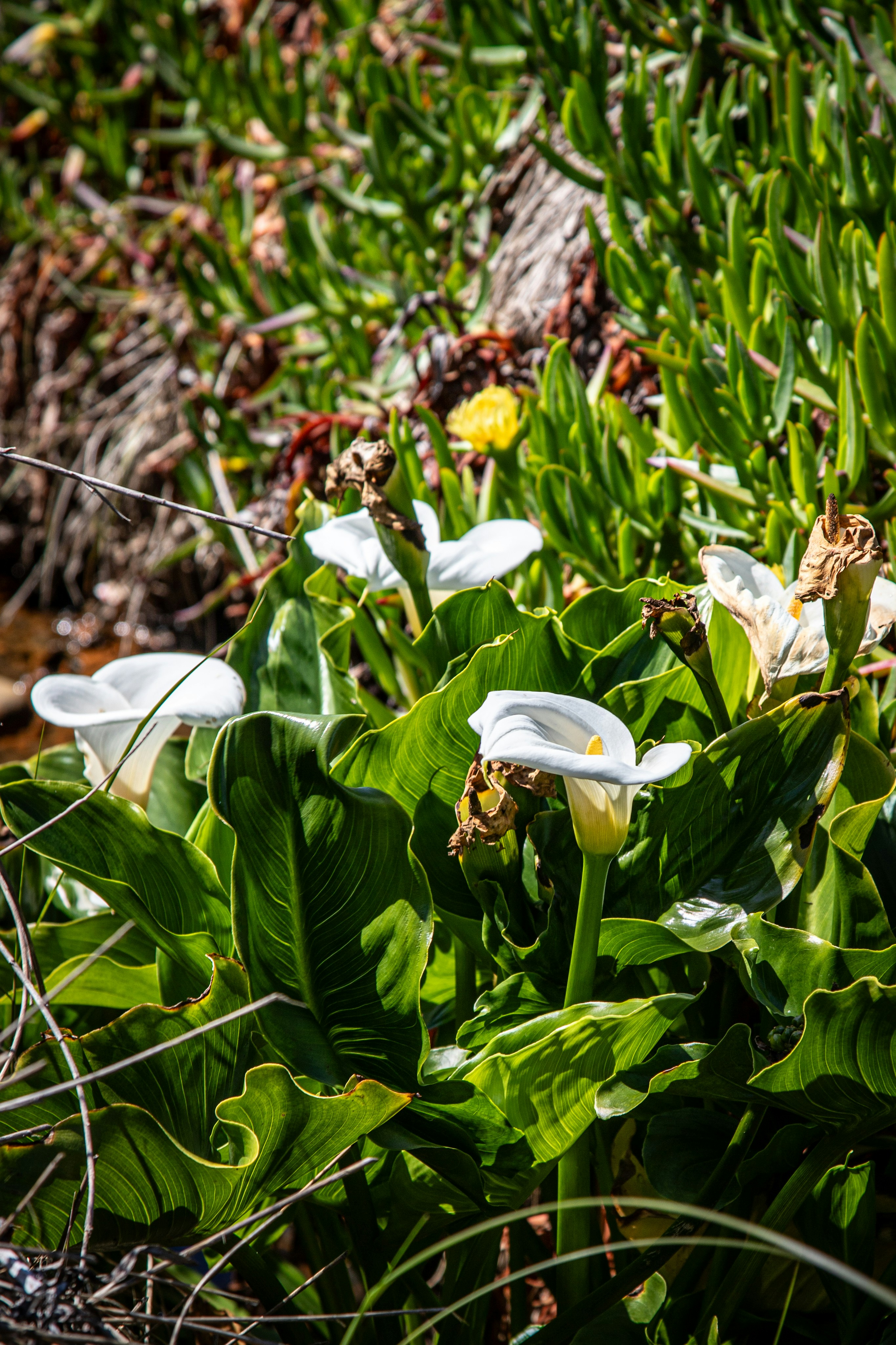 White Calla Lilies Amid Thick Green Foliage Along a Border