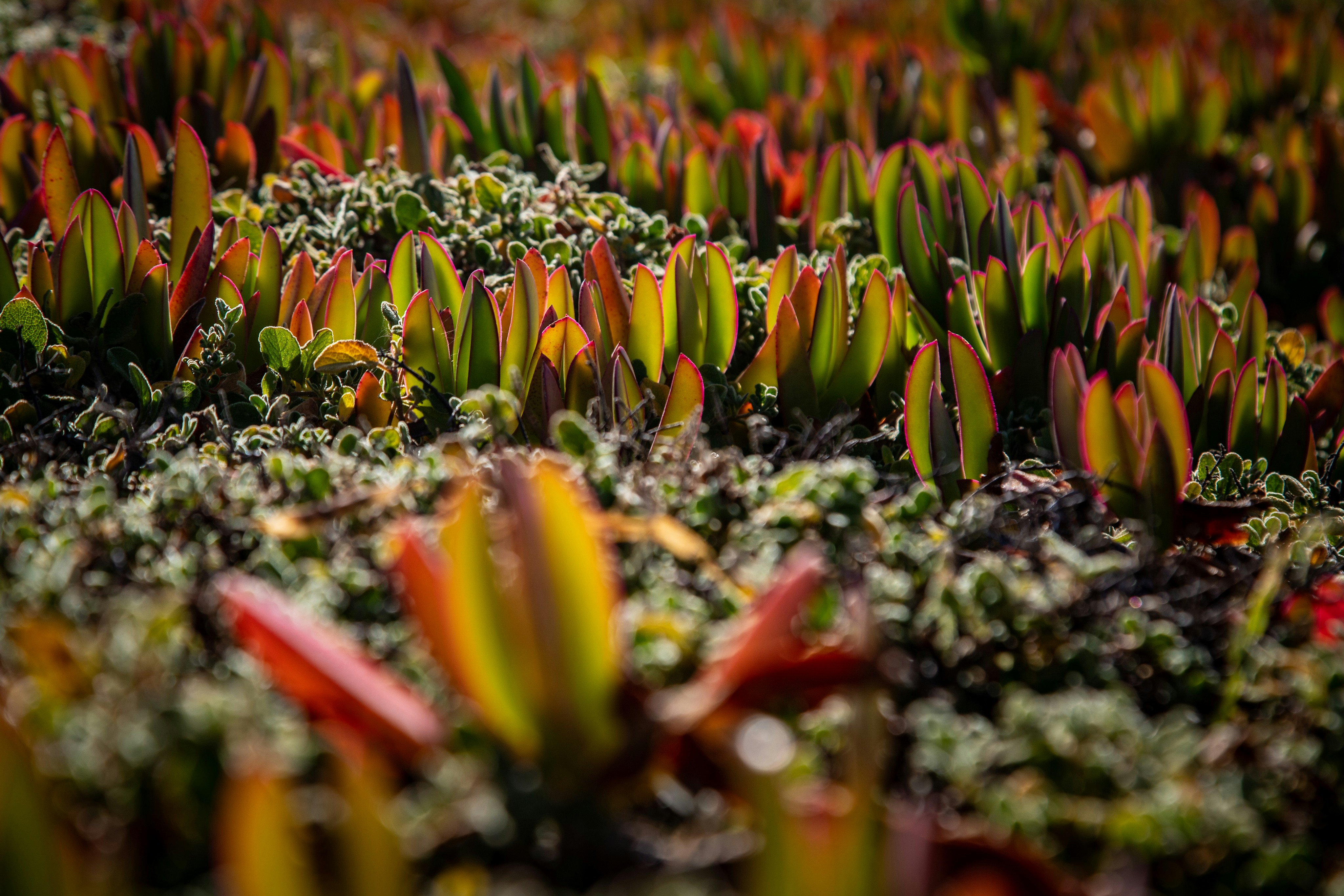 Verdant Dawn: Tender Sprouts Emergence Across a Dewy Bed