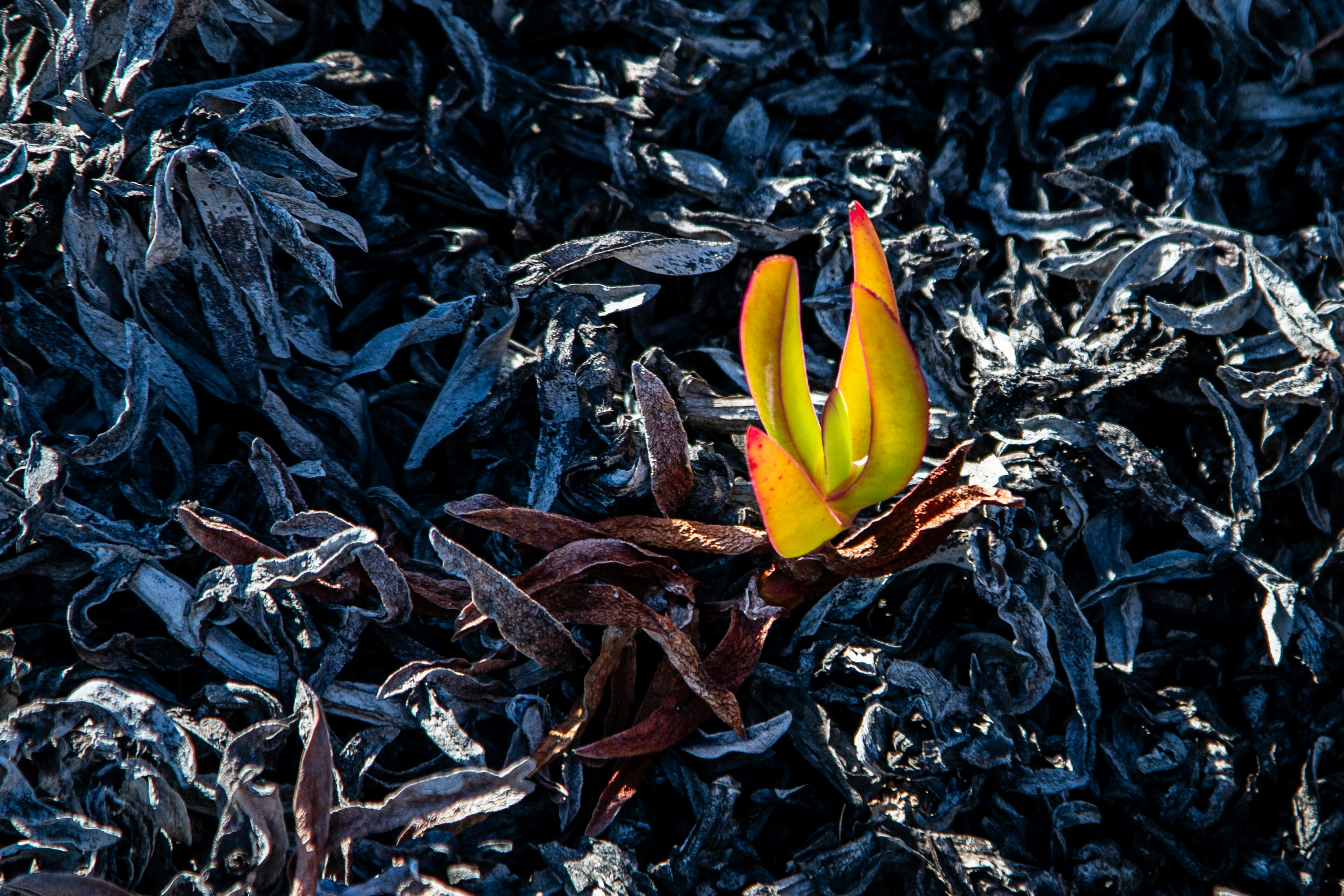 Sunlit Refuge: A Burst of Yellow Amid Charred Leaves
