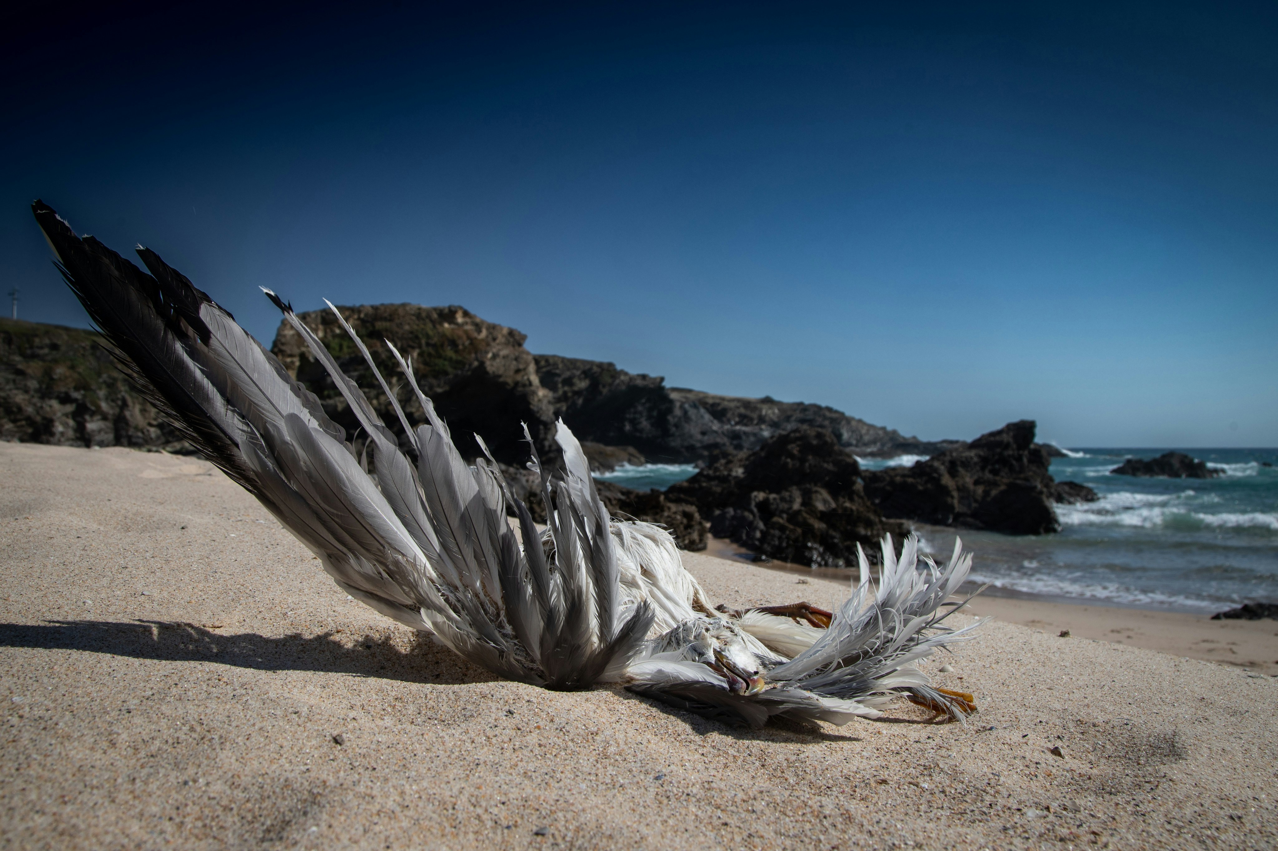 Driftwood Crown on a Sunlit Shore