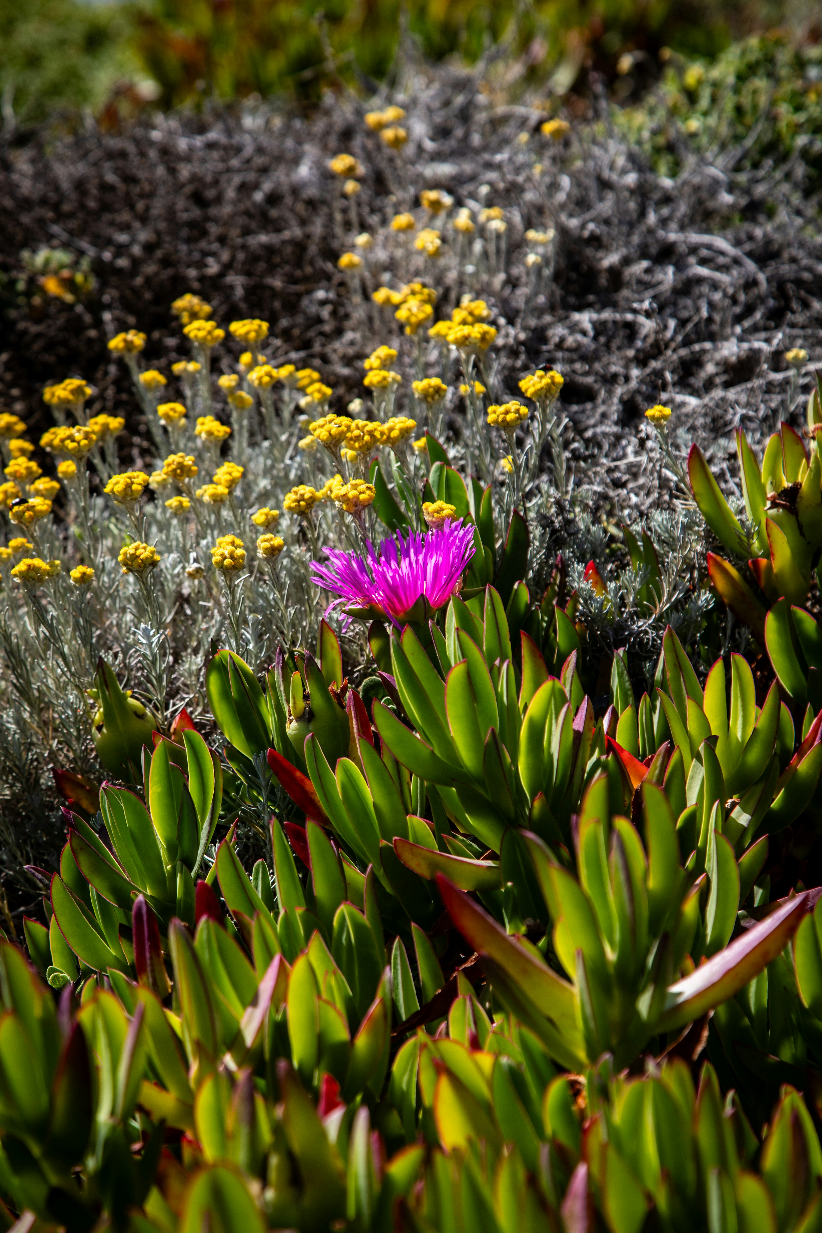 Vibrant Magenta Bloom among Succulent Foliage
