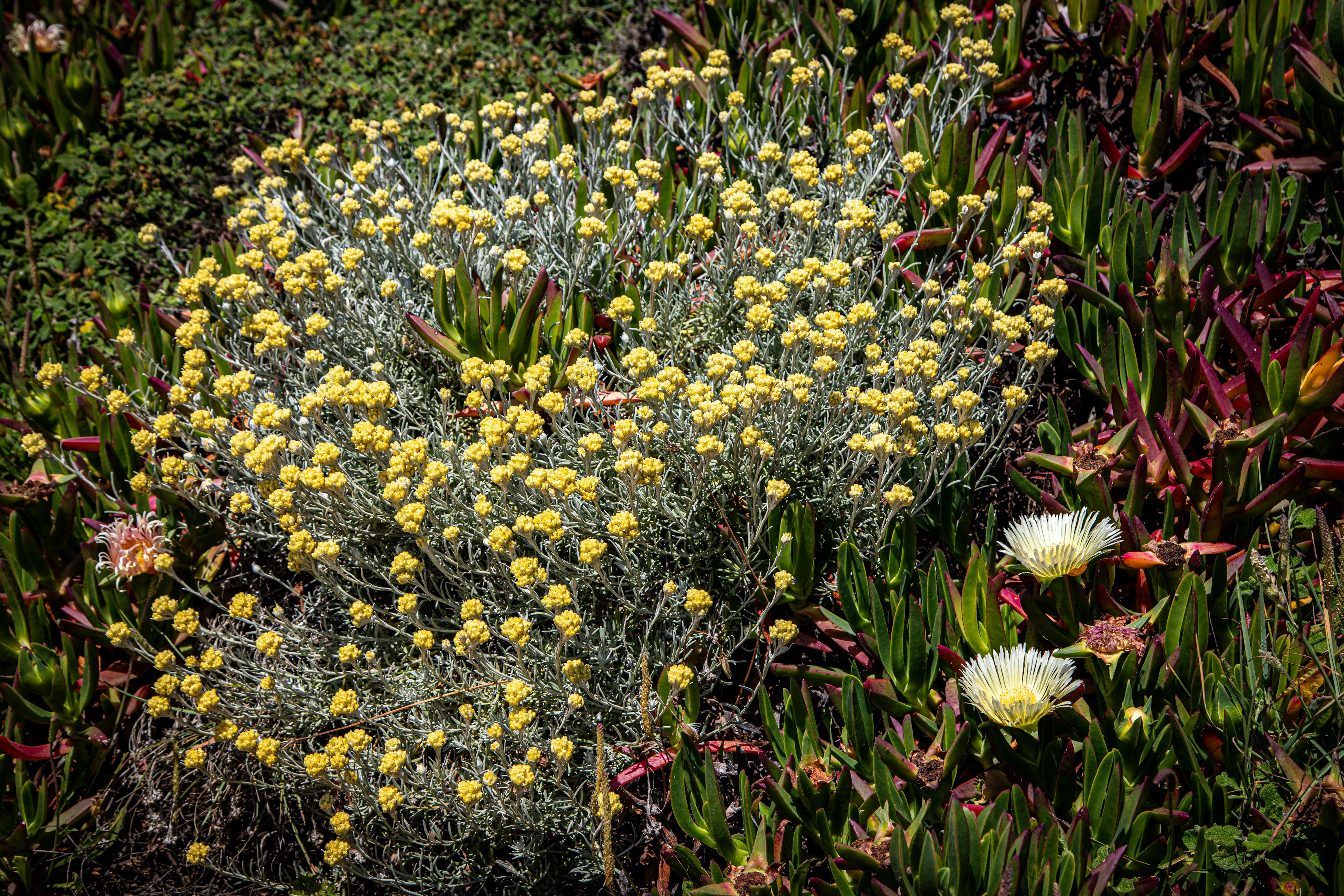 Golden-Leafed Meadow in Spring Bloom