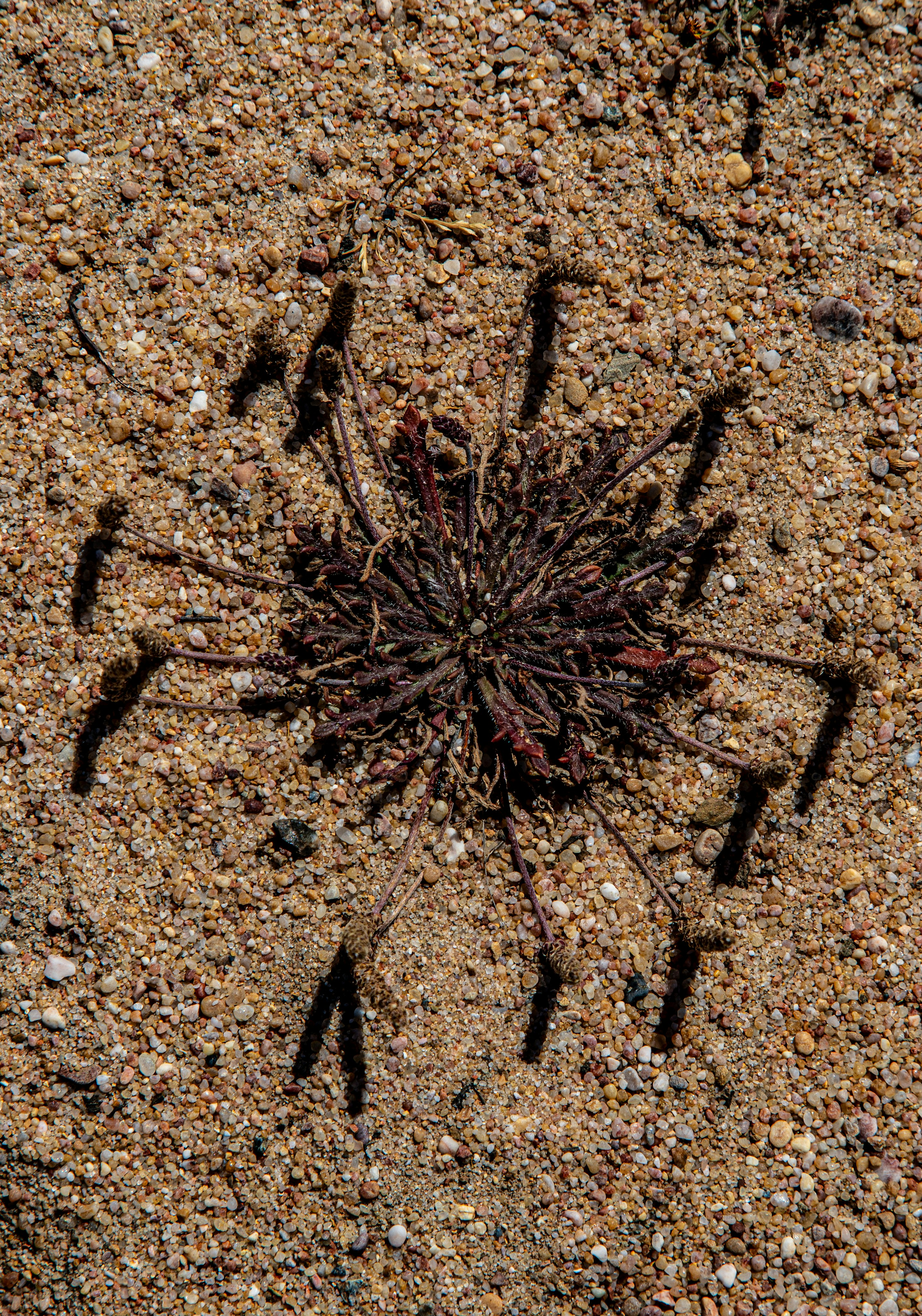 Desert Starfish on Sand: Dried Bloom Radiating from the Ground