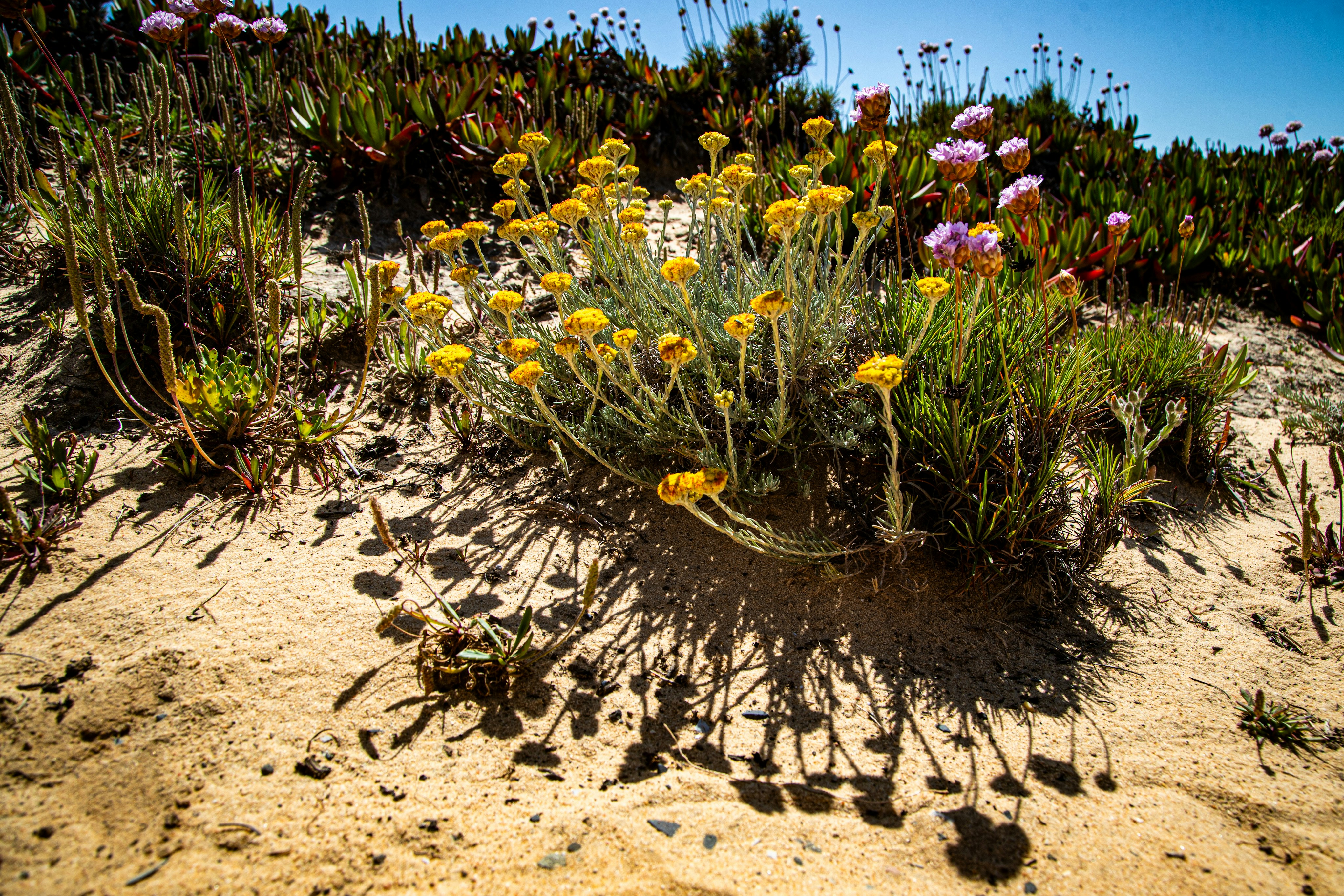 Sunlit Wildflowers Casting Bold Shadows on Desert Sand