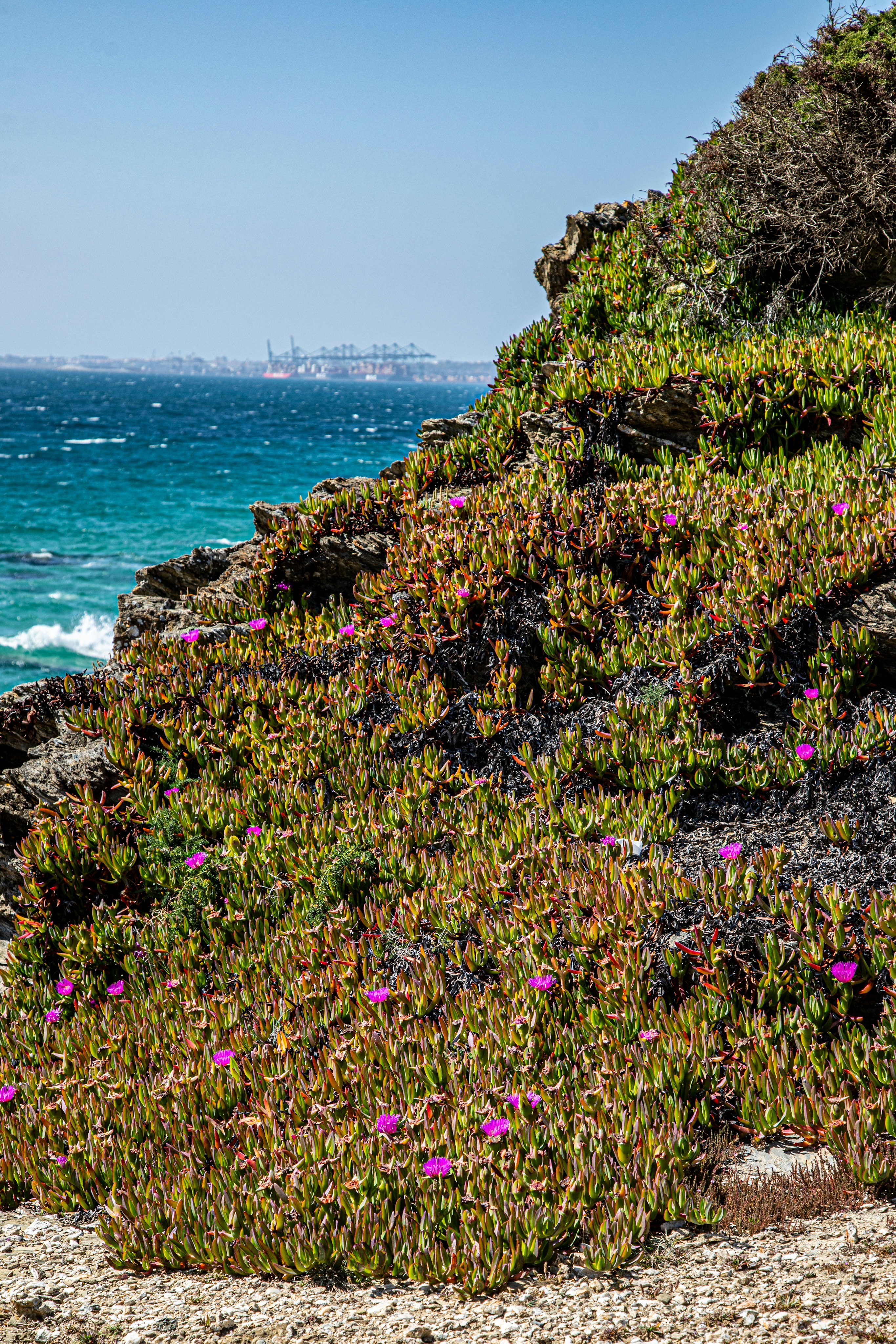 Crimson Groundcover Against Turquoise Atlantic: A Rocky Coastal Climb