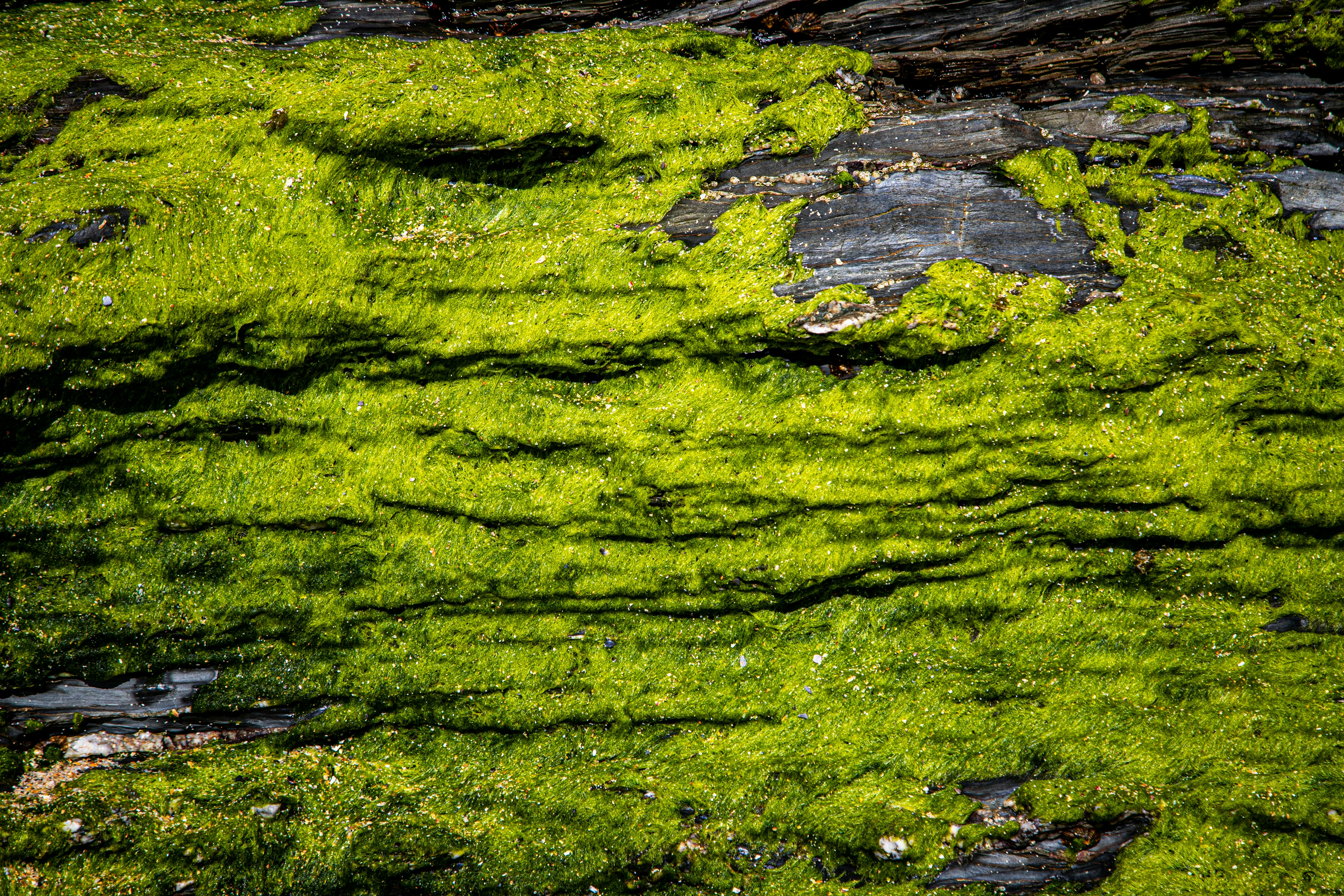 Emerald Mossy Tide on Weathered Rock