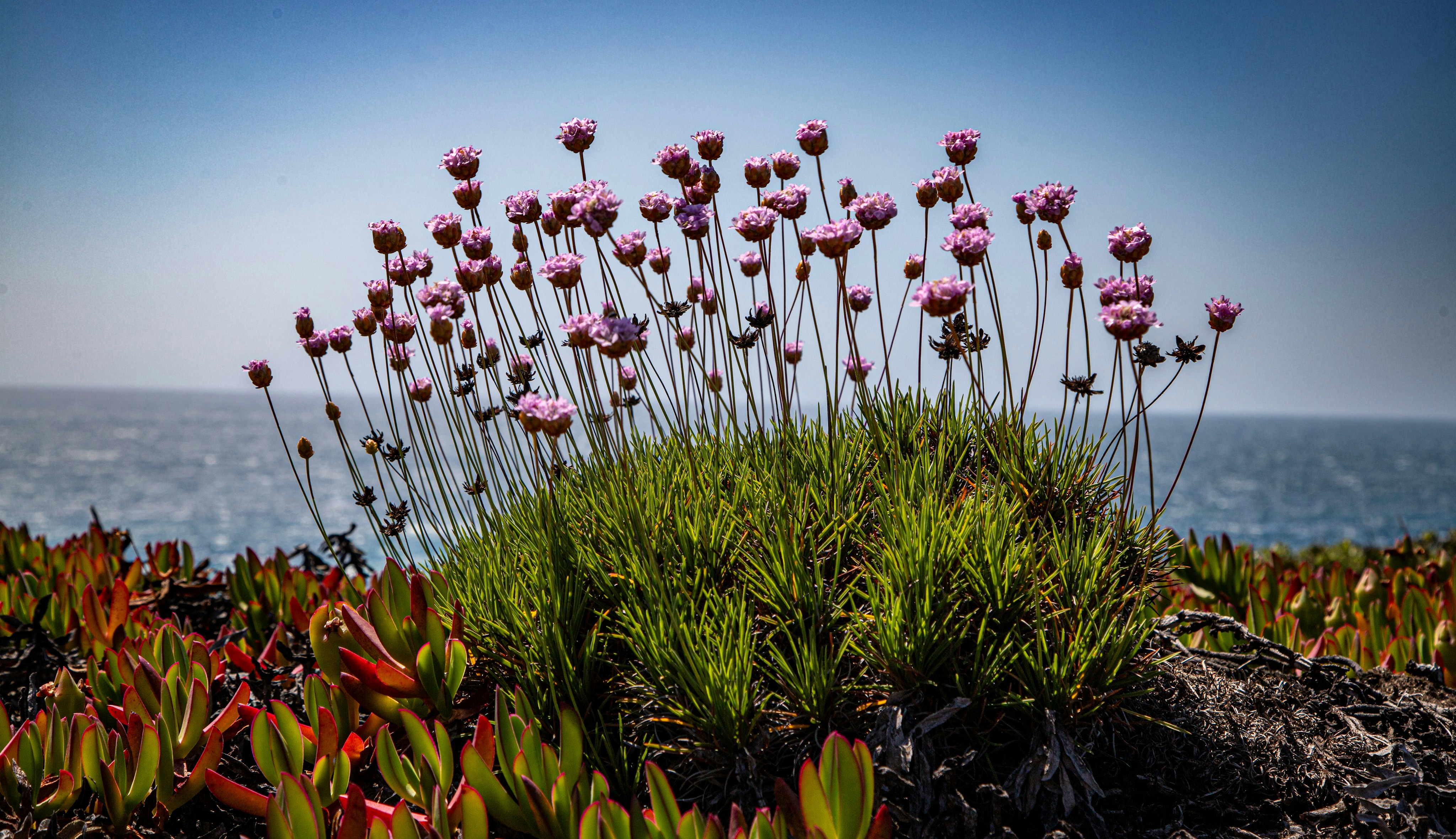 Coastal Bloom: Crimped sea lavender on a windswept lava outcrop