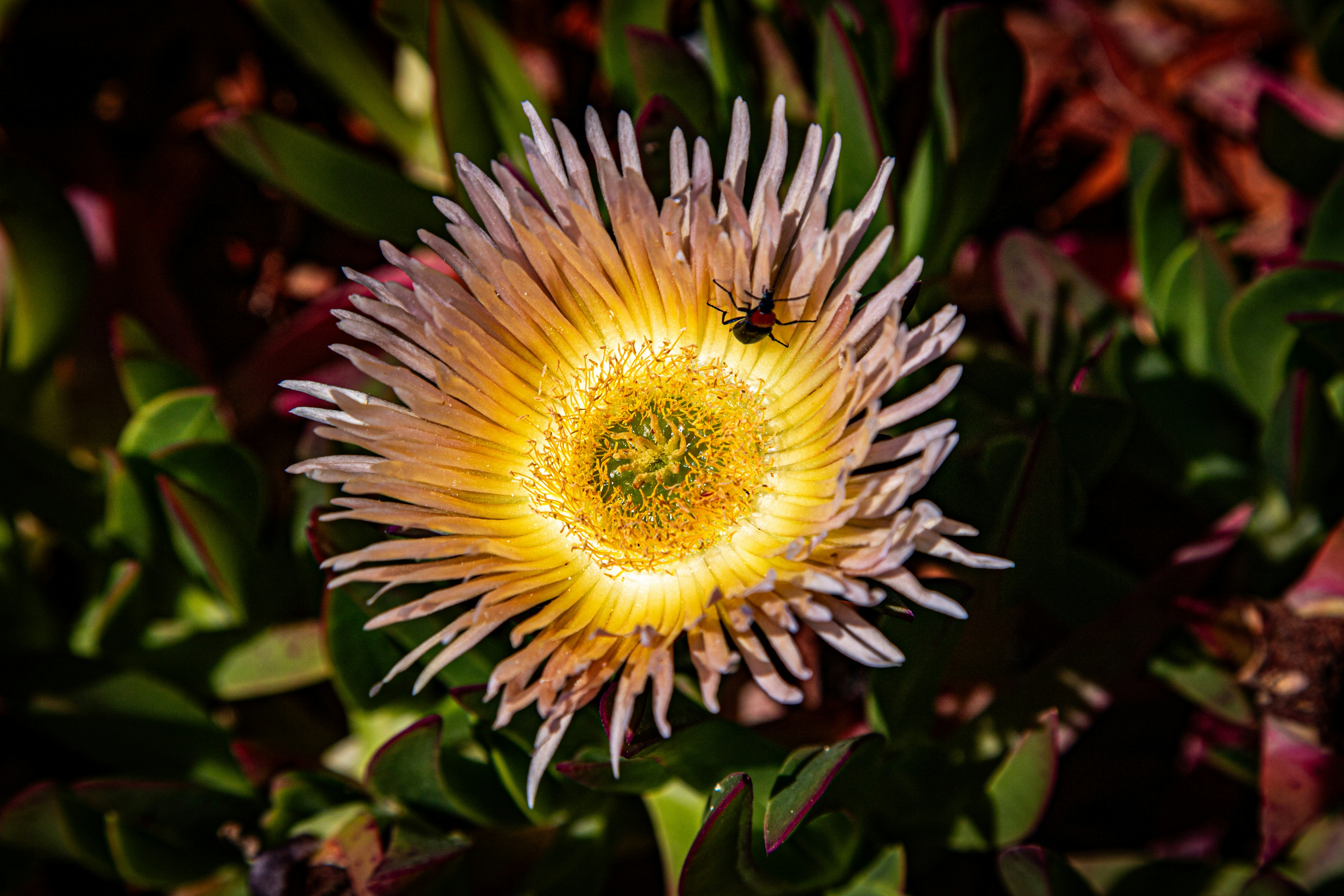 Sunlit Protea with Hovering Bee: A Moment of Color and Detail