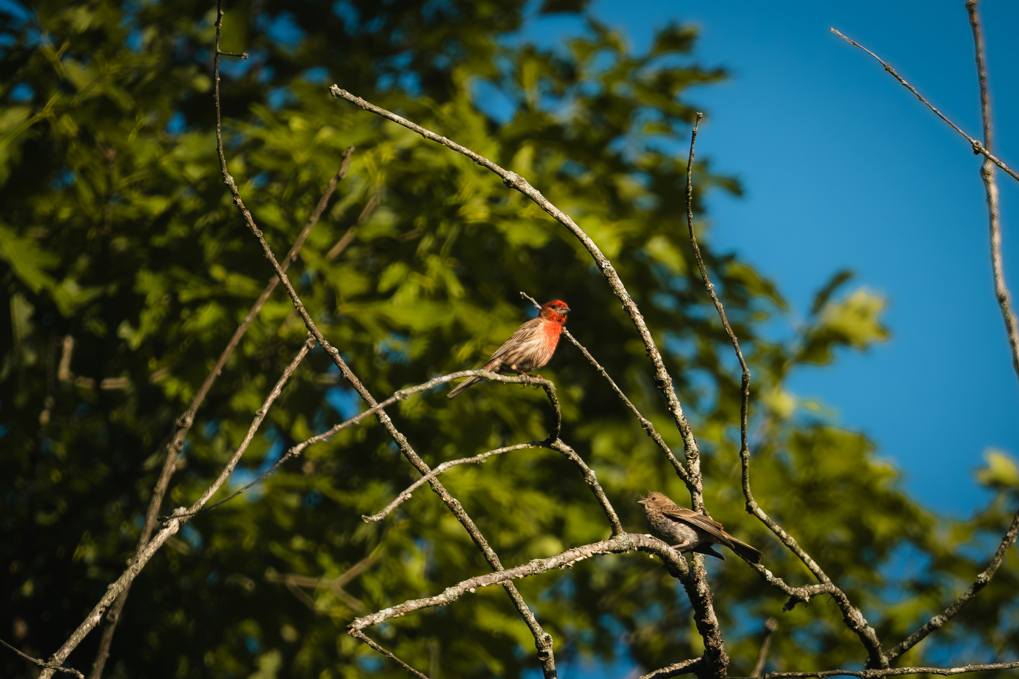 Scarlet Sentry on a Nordic Branch