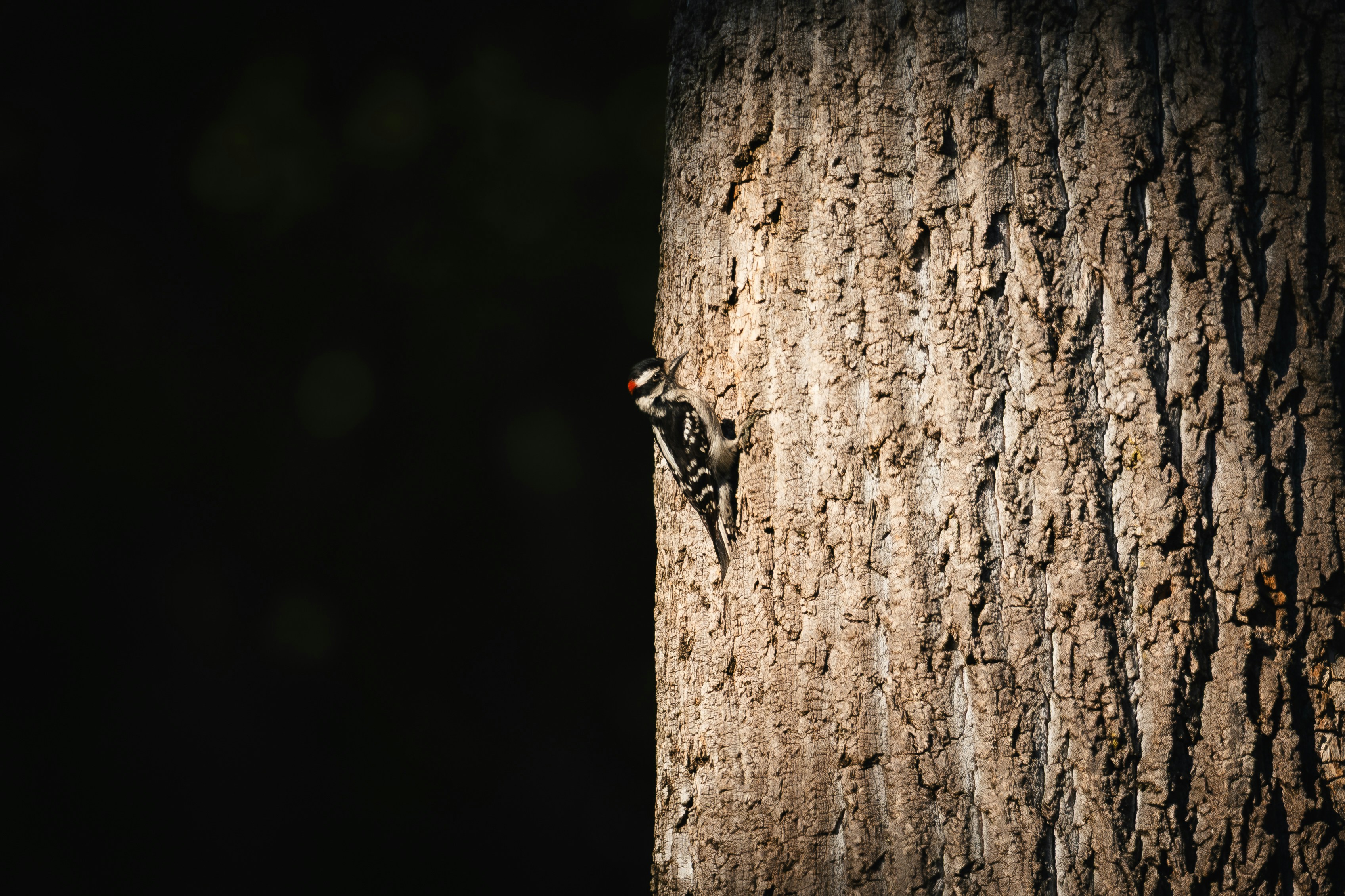 Cicada on Bark: A Tree's Stoic Sentinel in Dappled Light